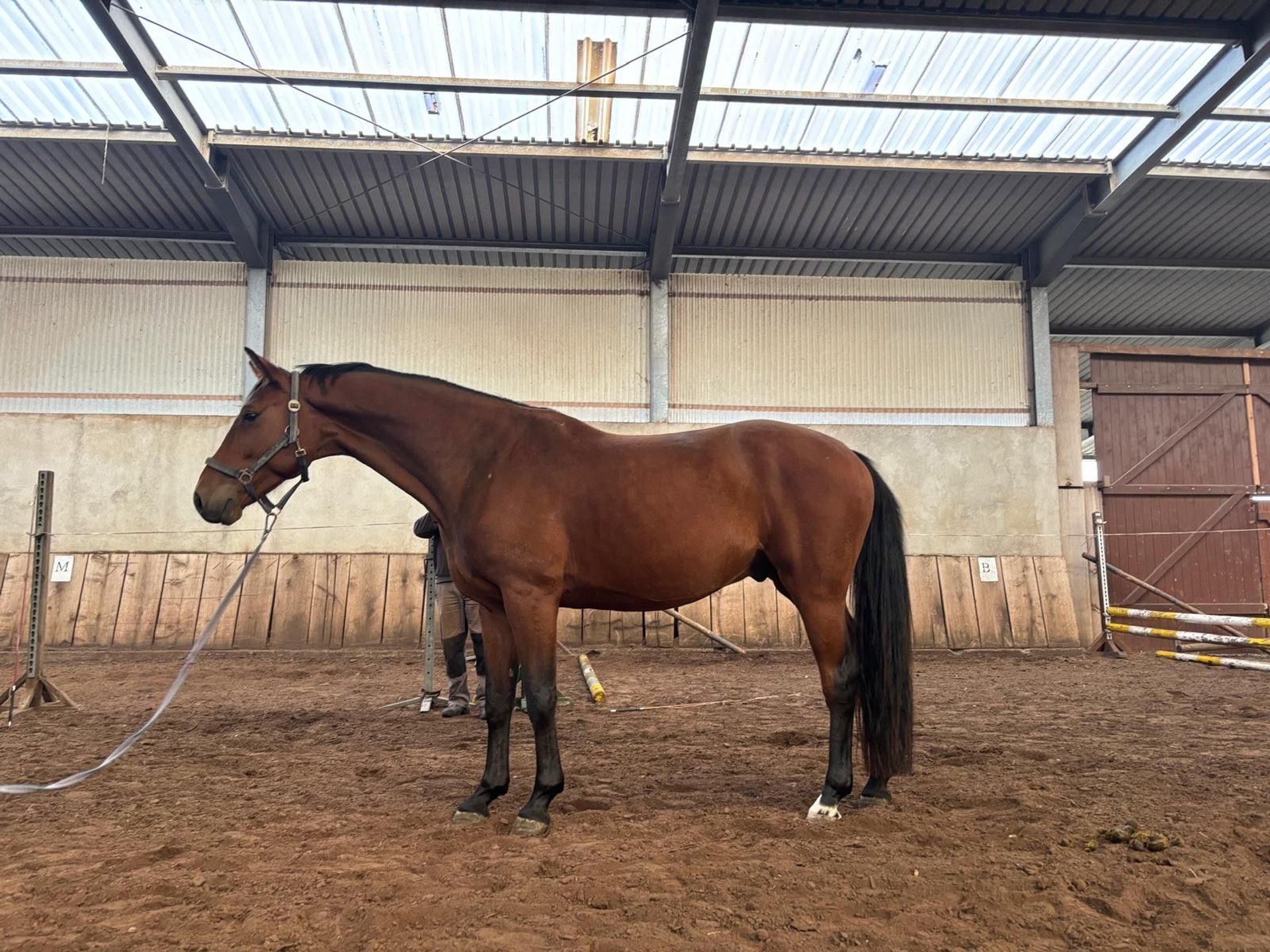 German Sport Horse Gelding 6 years 16 hh Brown in Löwenberger Land