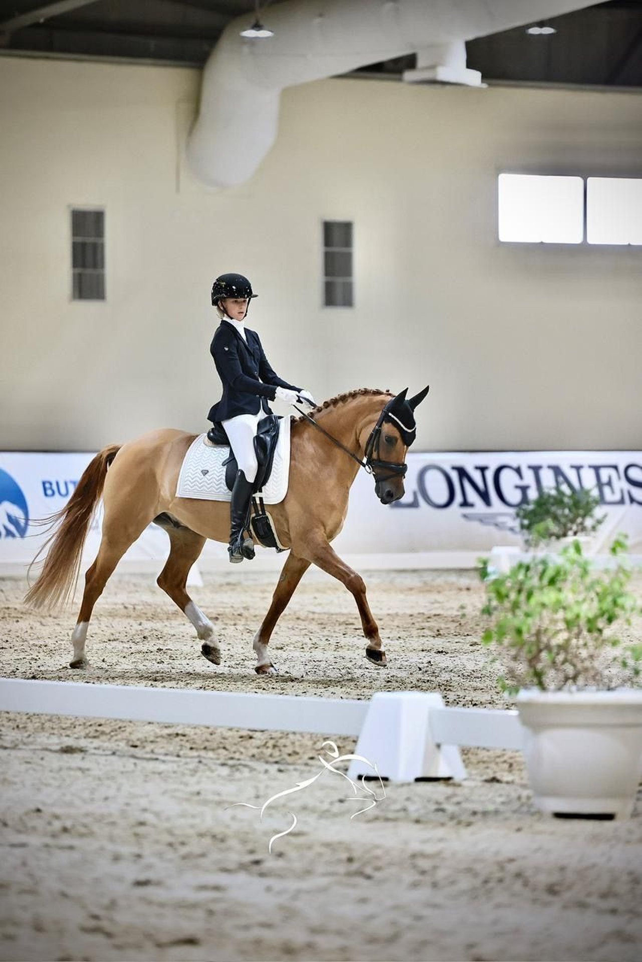 Deutsches Reitpony Wallach 10 Jahre 147 cm Fuchs in Krefeld