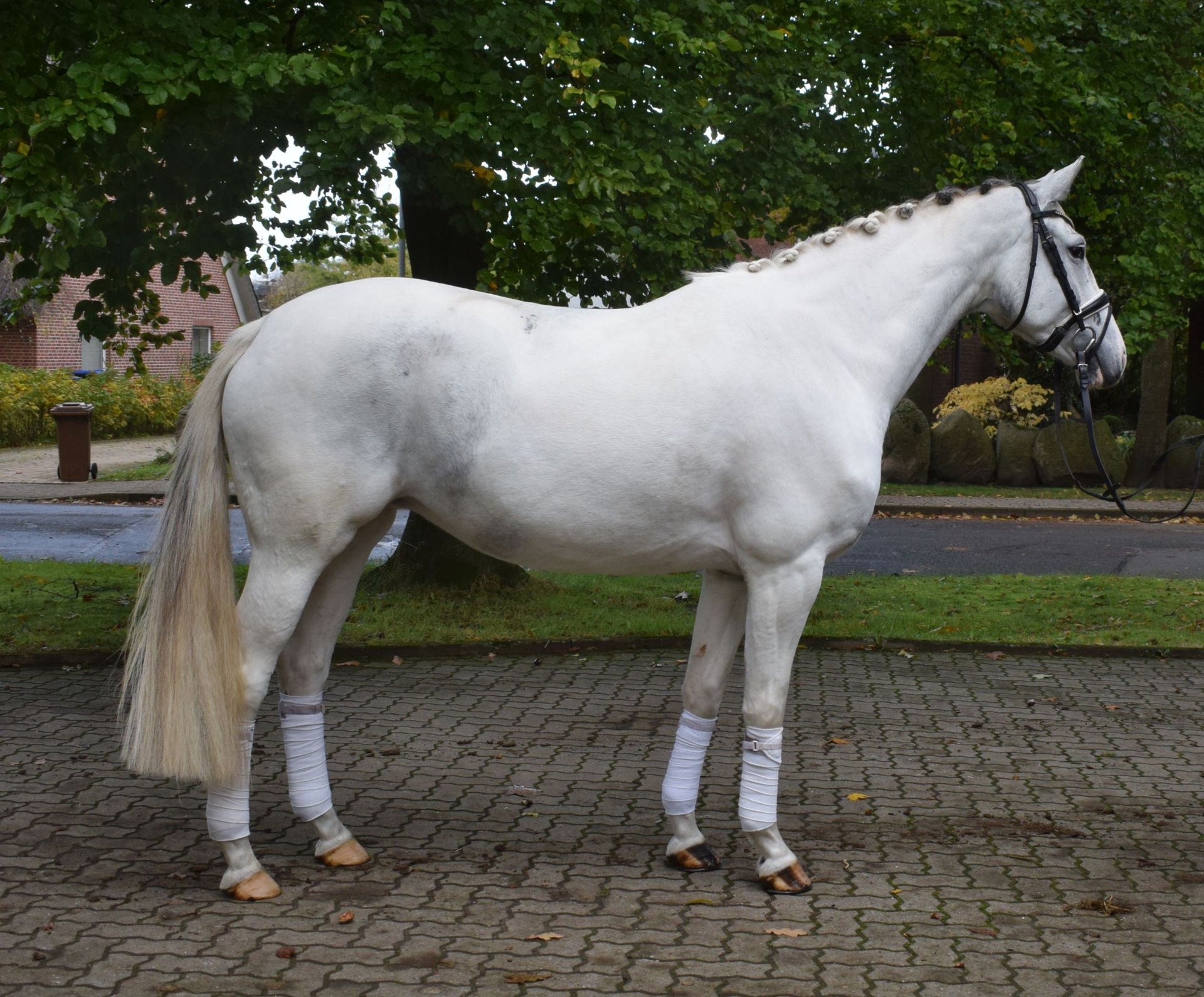 Caballo alemán Yegua 6 años 169 cm Tordo in Fredenbeck