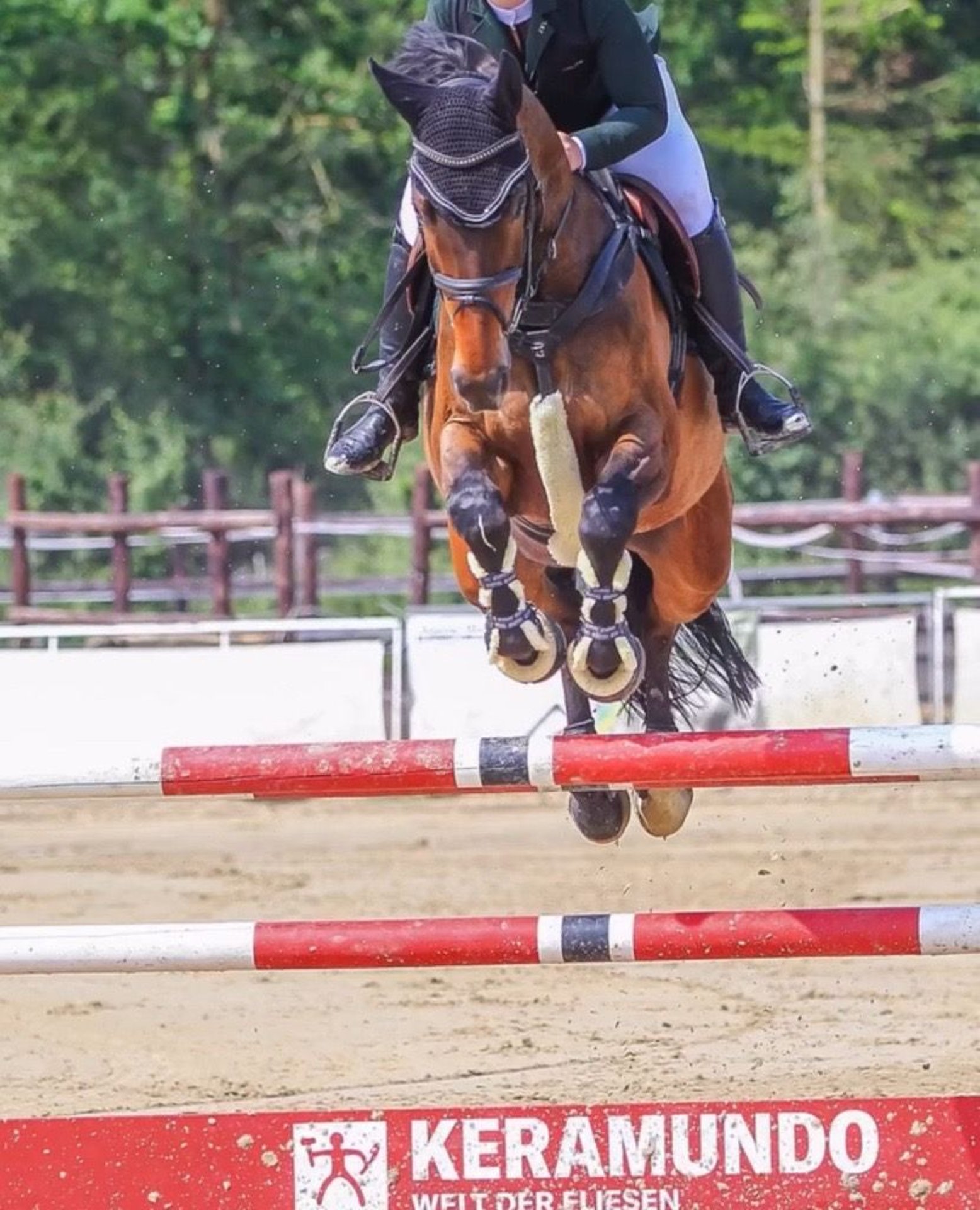 Oldenburger Springpferd Wallach 14 Jahre 170 cm Dunkelbrauner in Alfter
