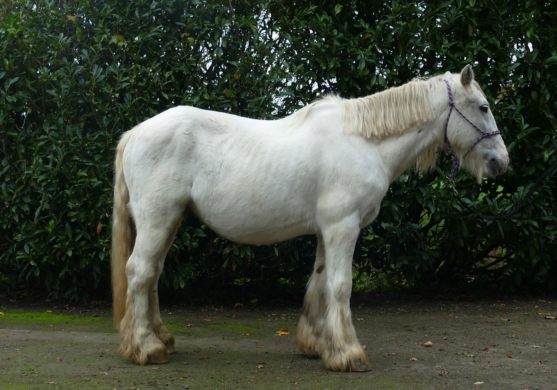 Gypsy Horse Gelding 10 years 13,2 hh Grey in Lathen