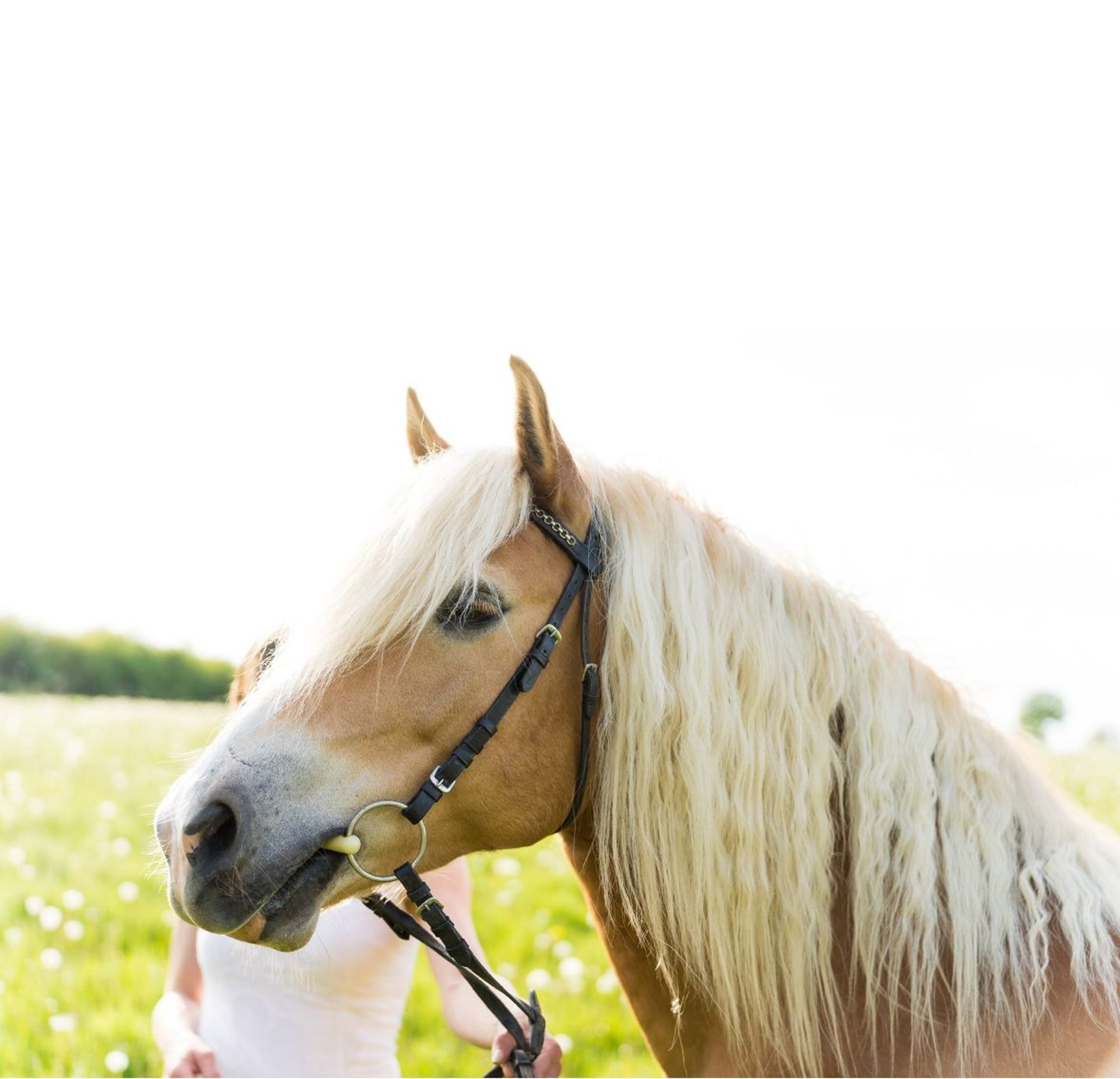 Edelbluthaflinger Stute 14 Jahre 144 cm Fuchs in Ramstedt