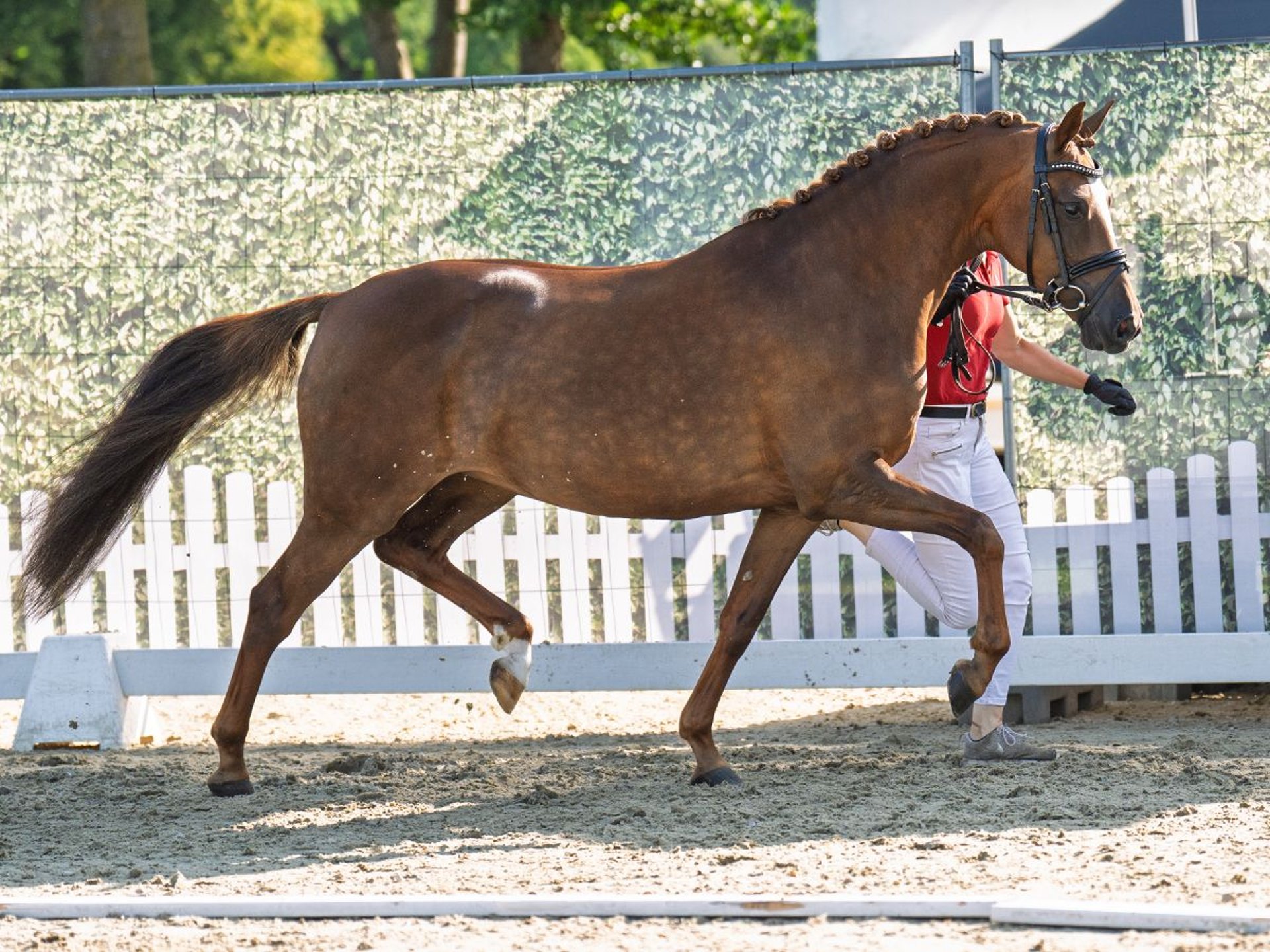 German Riding Pony Mare 6 years 14,2 hh Chestnut in Münster-Handorf