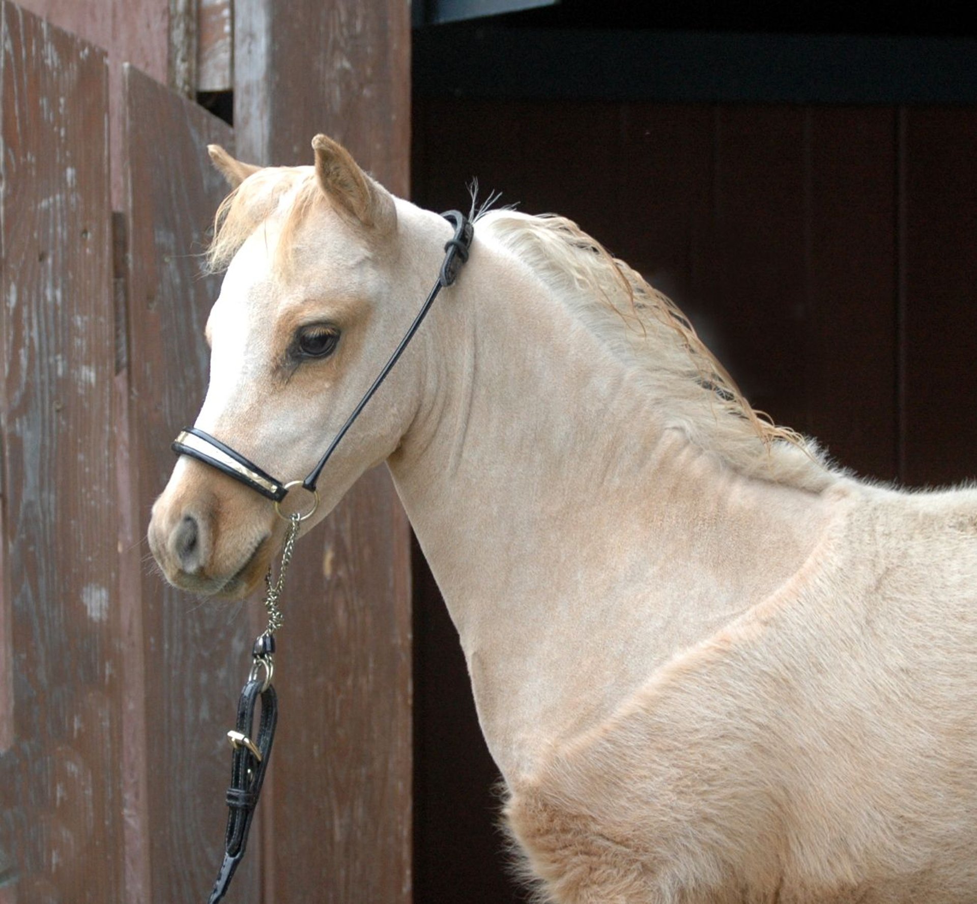 American Miniature Horse Stallion Foal (04/2024) Palomino in Leinburg