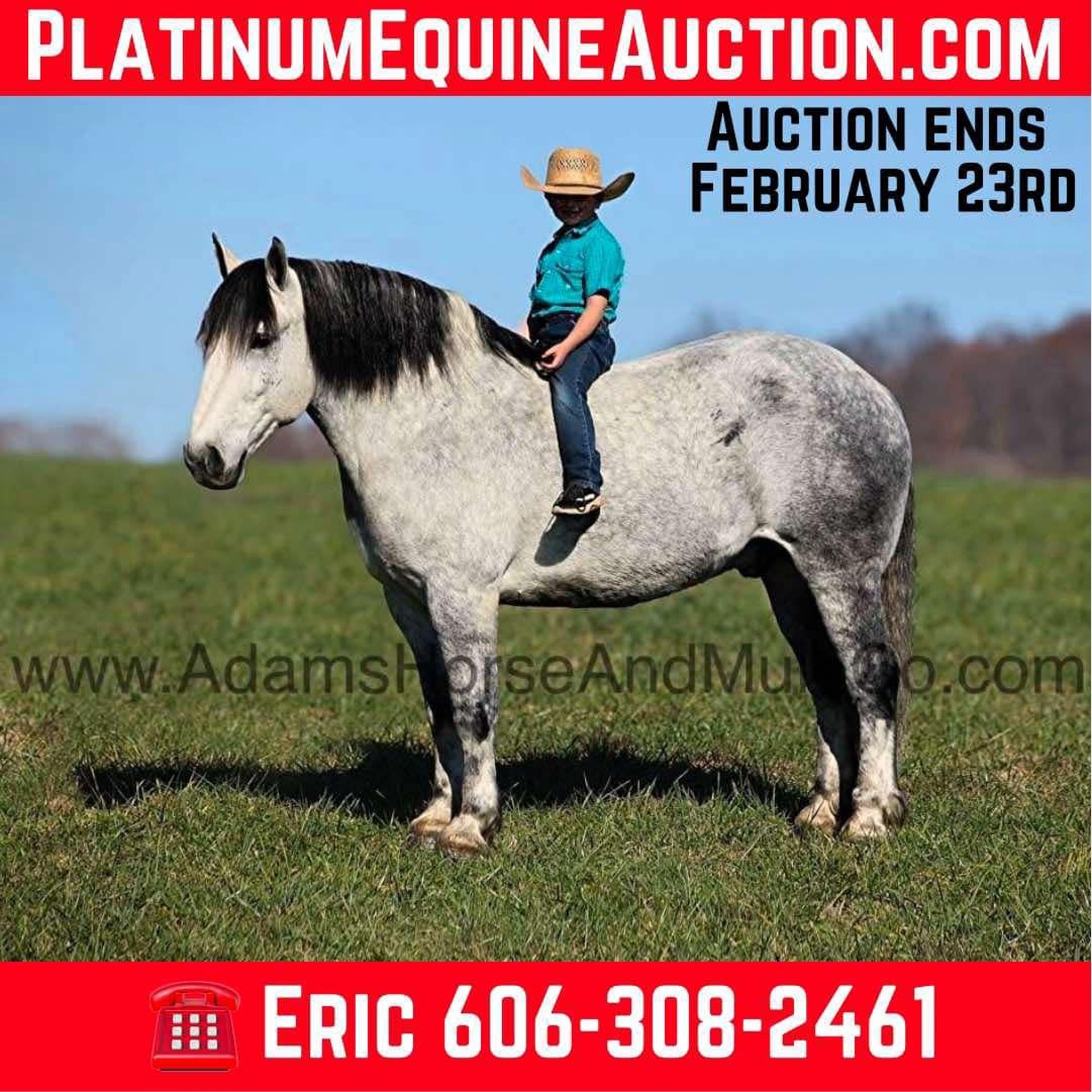 Percherón Caballo castrado 9 años 163 cm Tordo rodado in Mount Vernon, KY