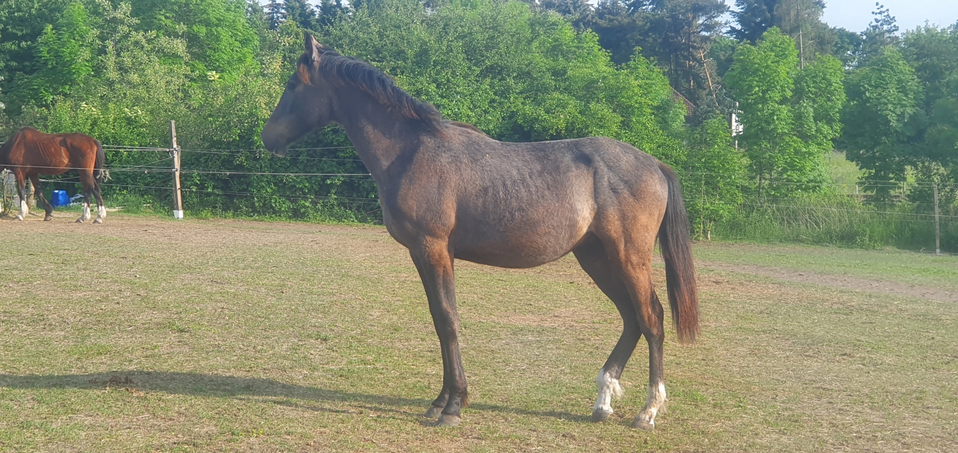 Hanoverian Mix Stallion 4 years in Petersberg