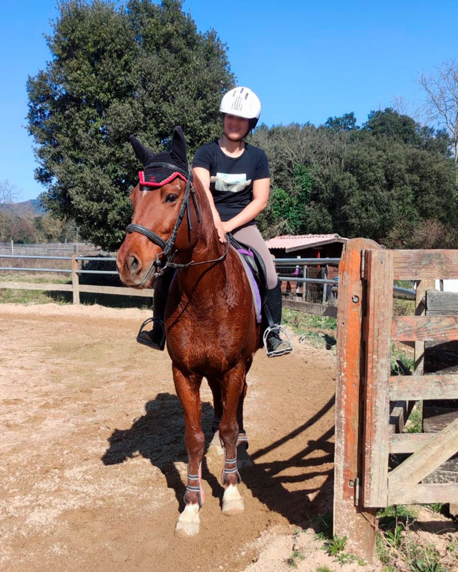 Anglo-Arab Gelding 8 years 15 hh Chestnut-Red in Canet DAdri