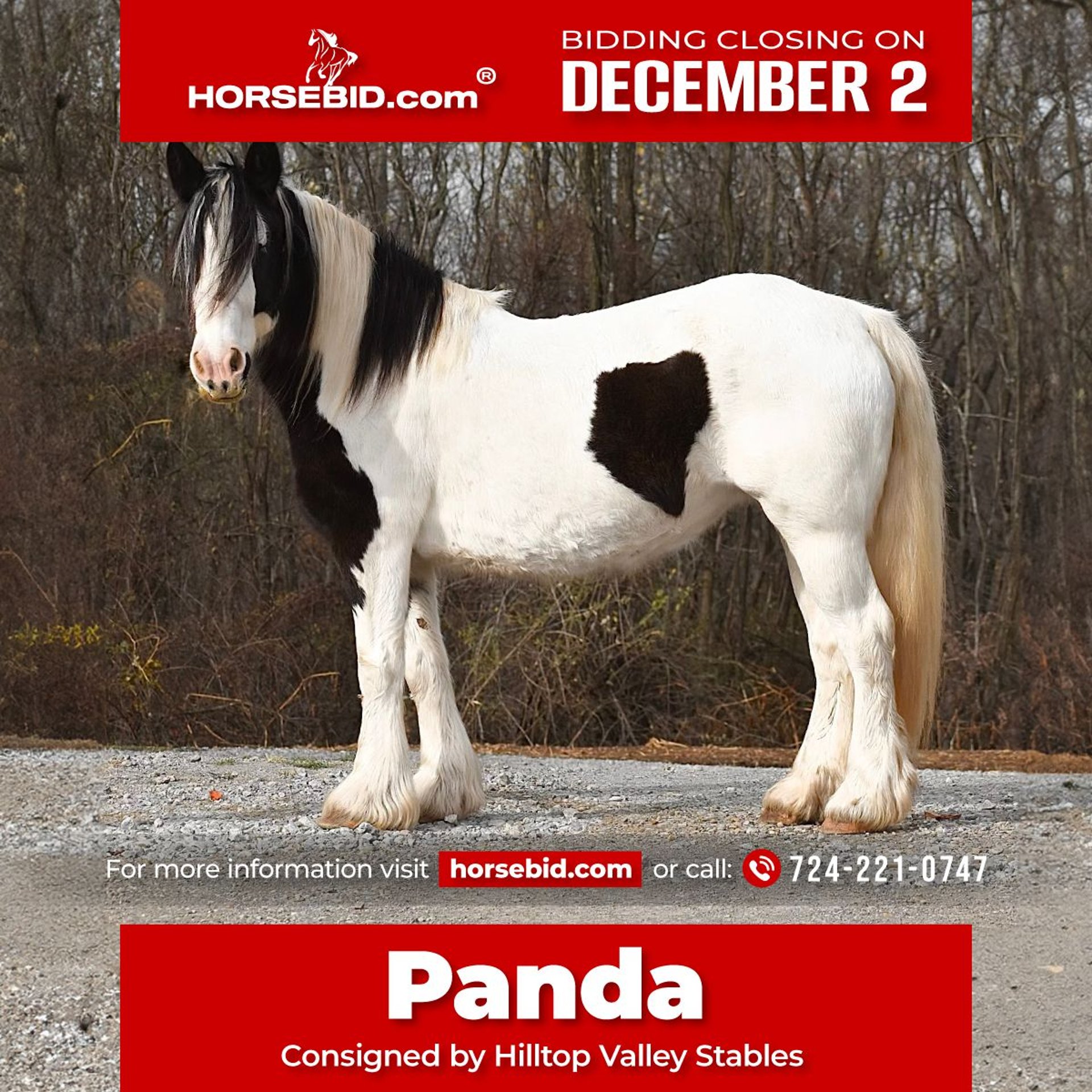 Gypsy Horse Mare 9 years 14,3 hh in Beach City, OH