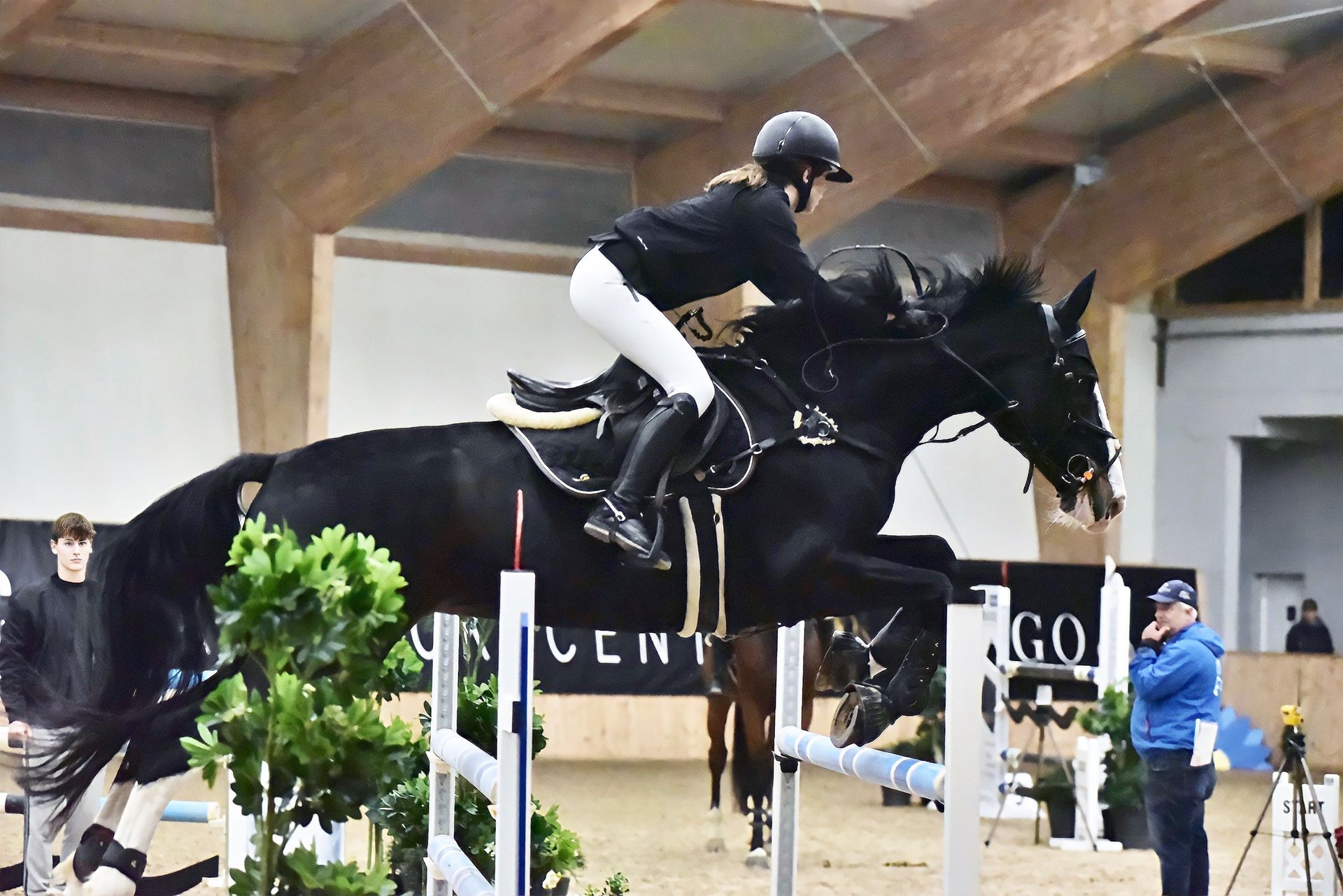 Sella Italiano Castrone 18 Anni 170 cm Baio scuro in Velenje