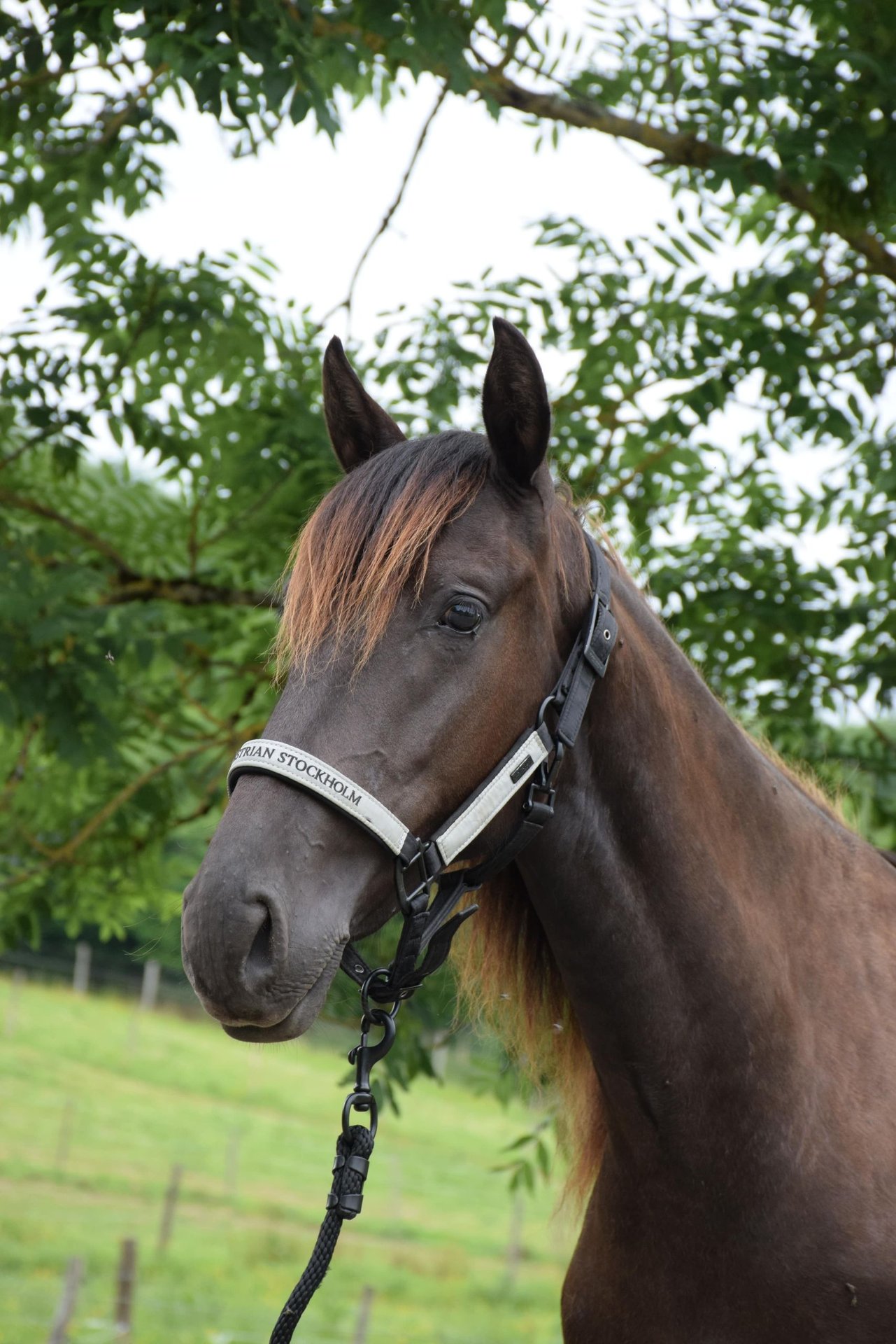 PRE Mix Stute 3 Jahre 148 cm Rappe in Caumont