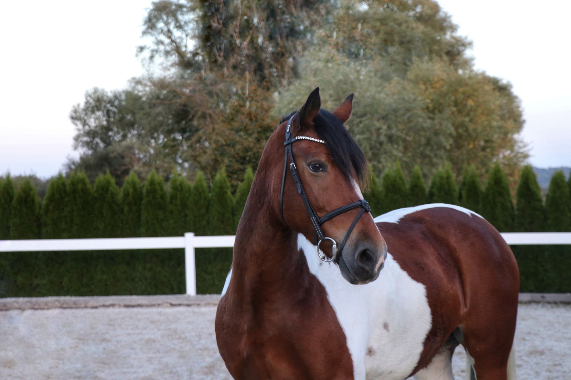 Inne konie gorącokrwiste Klacz 10 lat 158 cm in Schwäbisch Hall