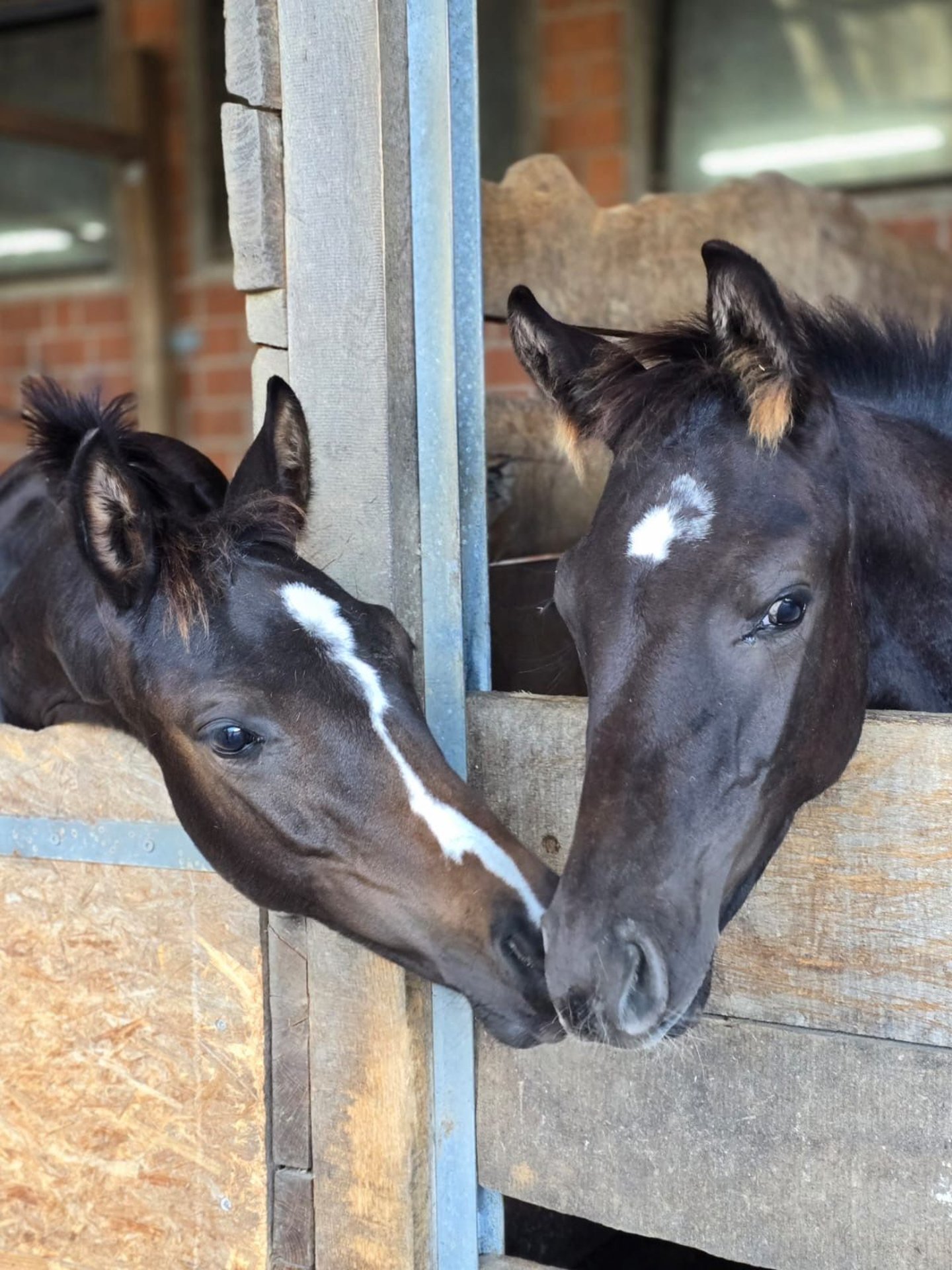 Oldenburgare Hingst Föl (05/2024) 170 cm Mörkbrun in Rosdorf