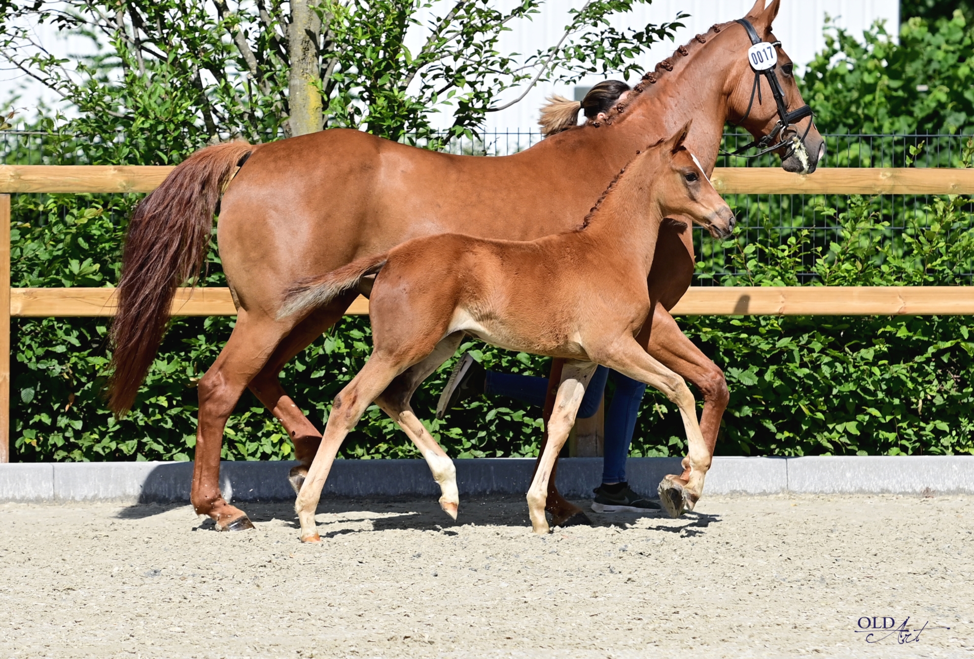 Oldenburg Mare 2 years 16,2 hh Chestnut-Red in Brockum
