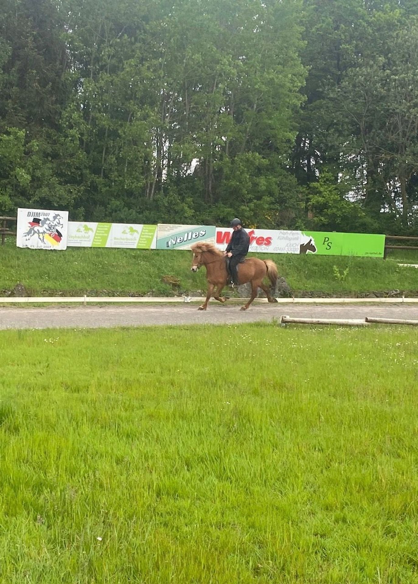 Islandpferd Stute 10 Jahre 136 cm Fuchs in Nettersheim