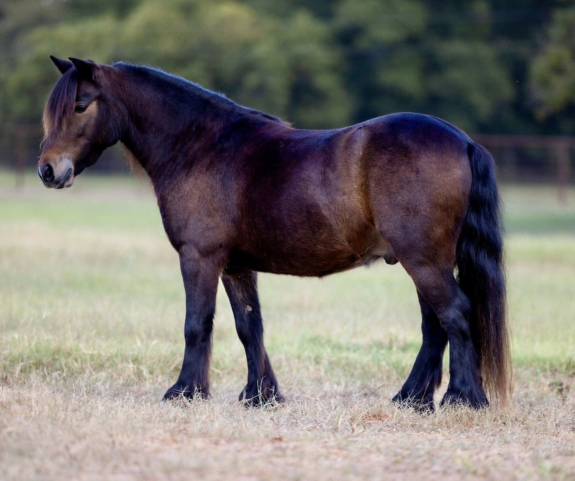 Gypsy Horse Mix Gelding 5 years 10,1 hh Bay in Weatherford