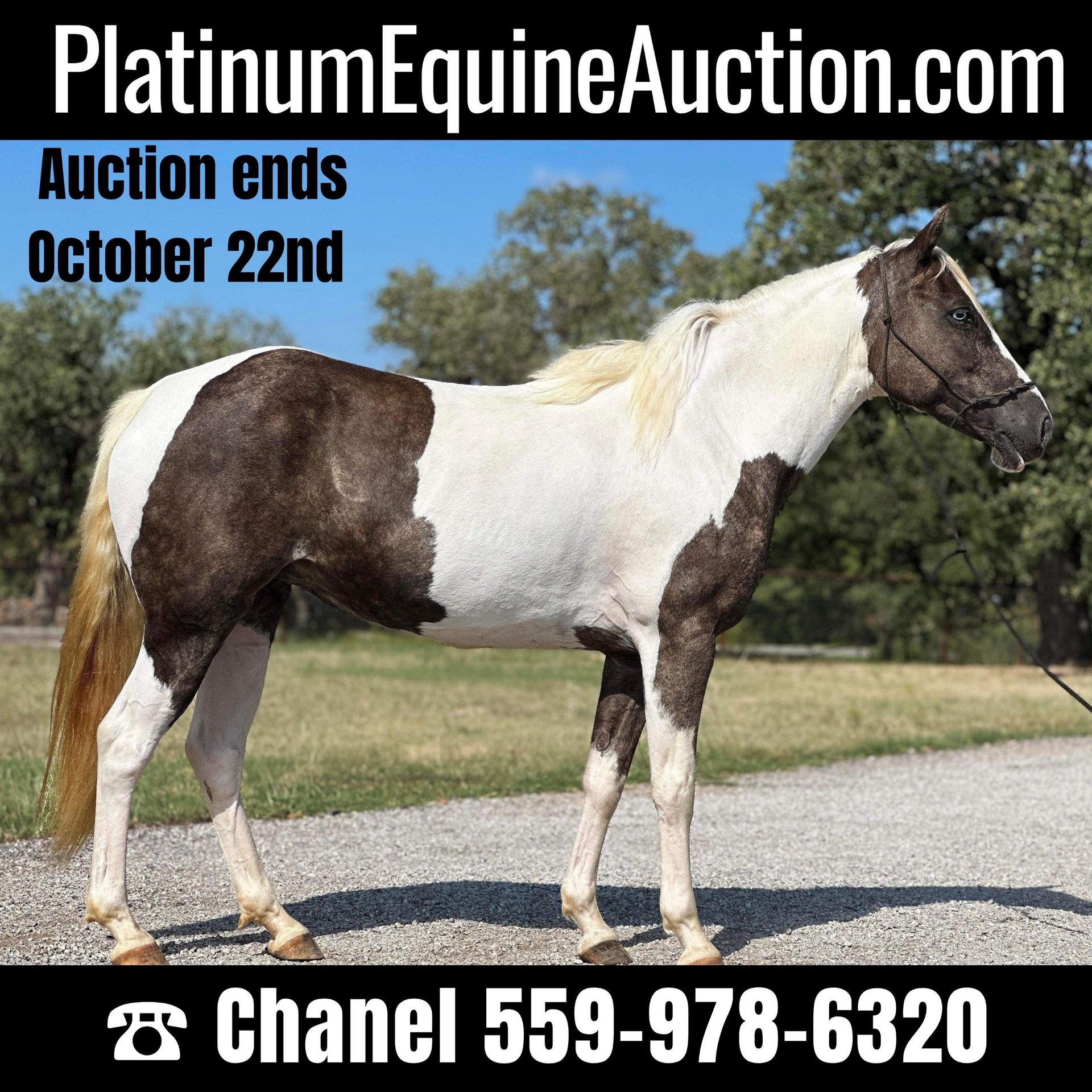 American Quarter Horse Gelding 11 years Tobiano-all-colors in Byers TX