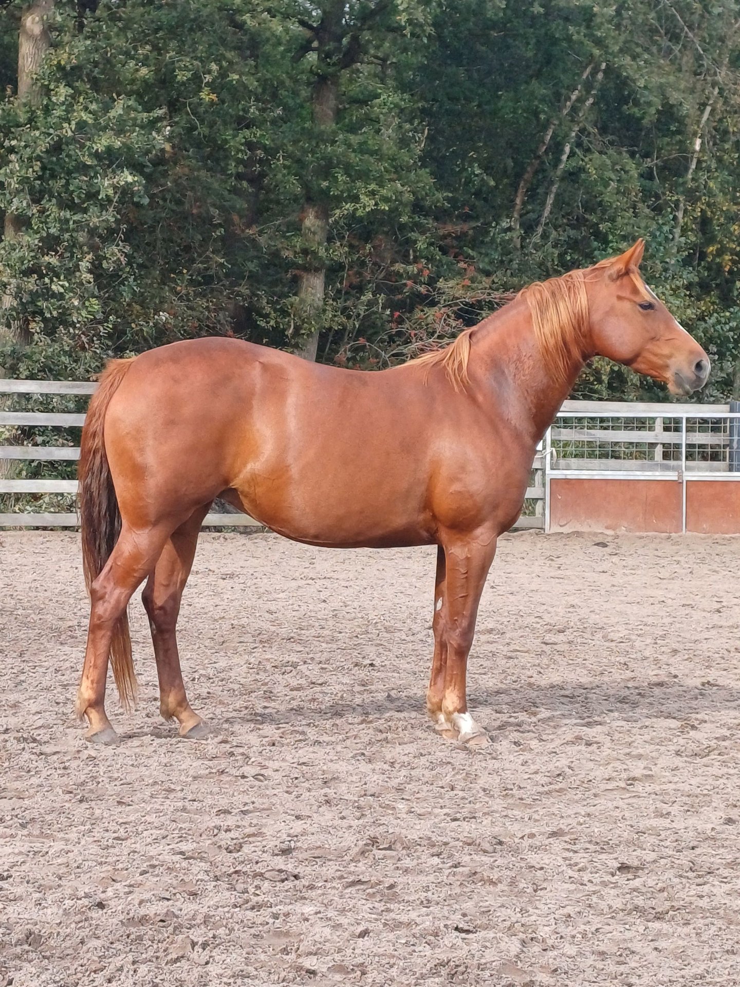 American Quarter Horse Stute 5 Jahre 145 cm Fuchs in Oldeberkoop