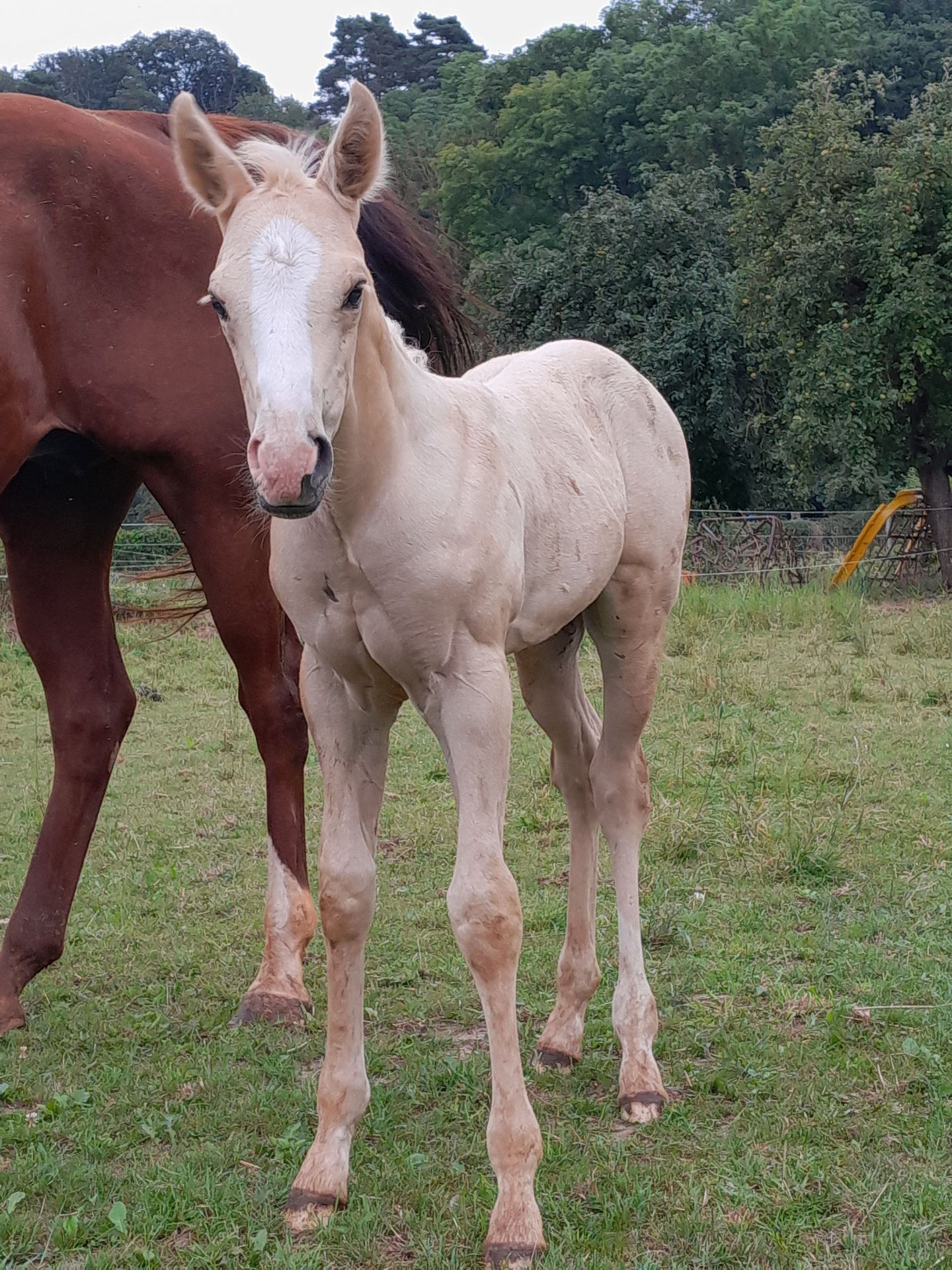 Quarterhäst Hingst Föl (07/2024) 155 cm Palomino in Kyffhäuserland