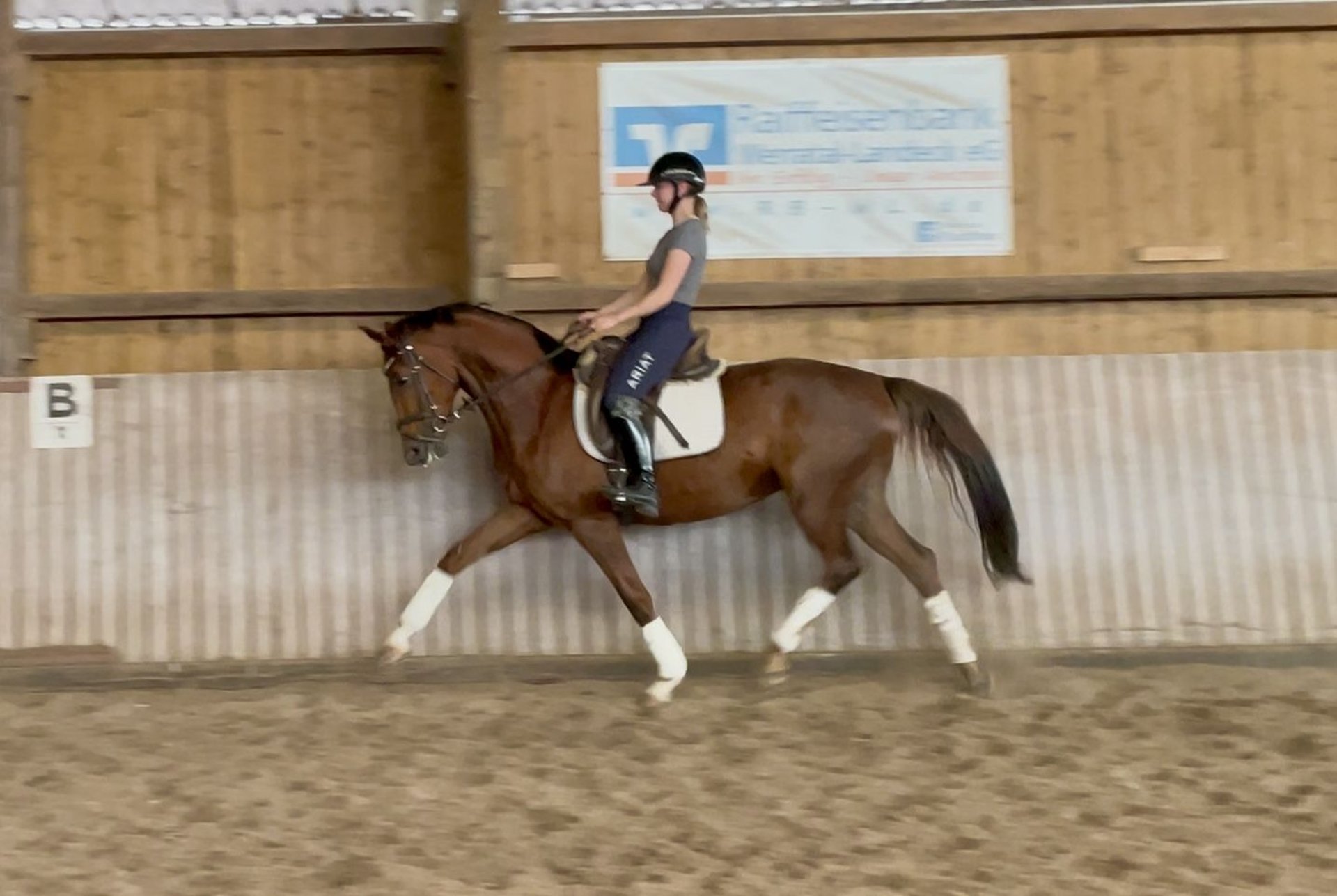 Hanoverian Stallion 5 years 16 hh Chestnut-Red in Schenklengsfeld