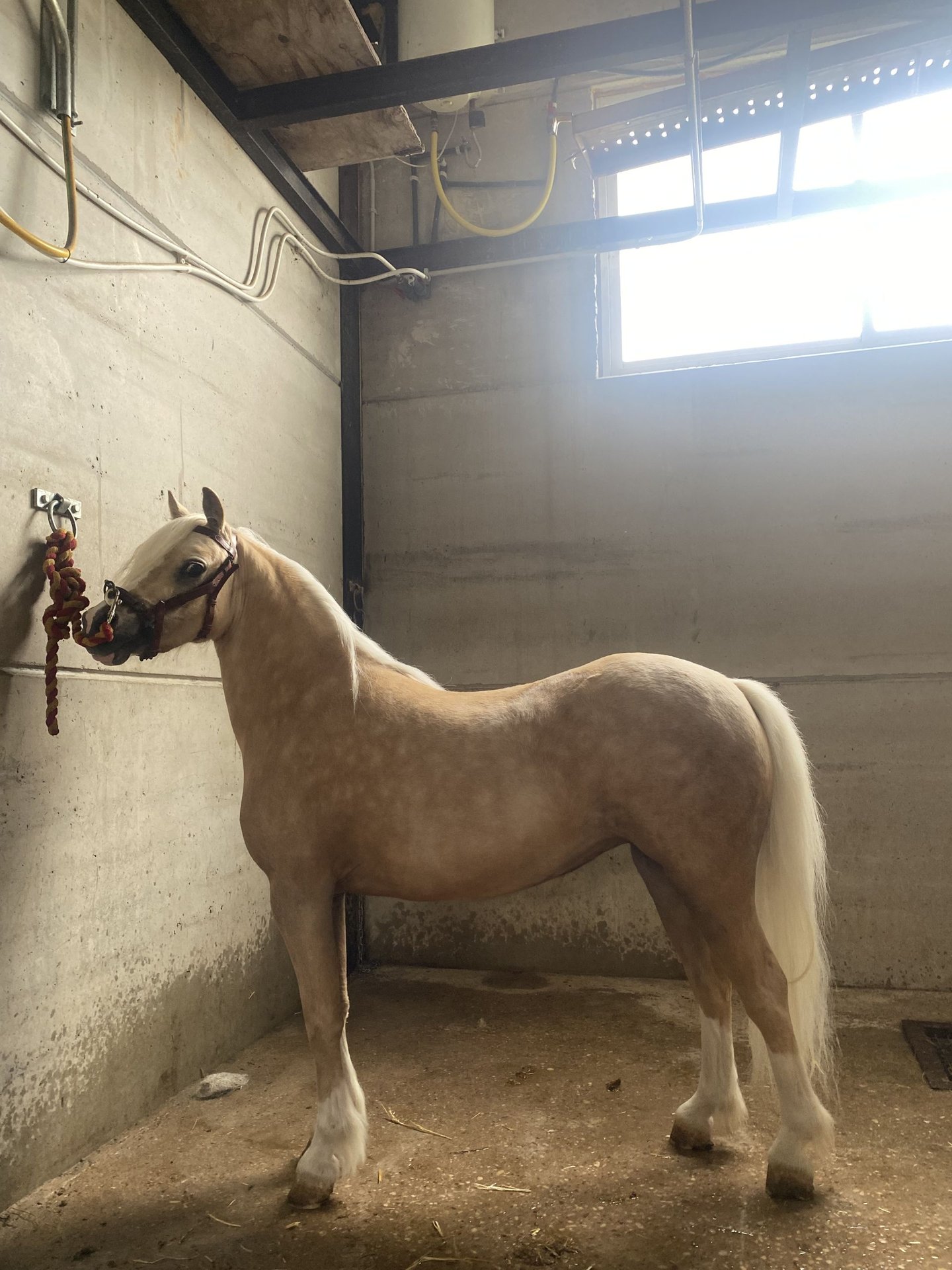 Classic Pony Mix Merrie 4 Jaar 120 cm Pearl in Anchuelonchuelo