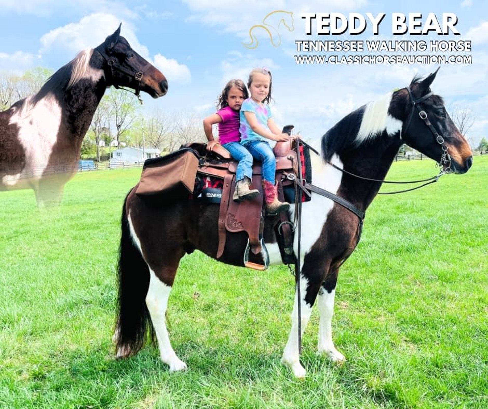 Tennessee Walking Horse Wallach 7 Jahre 152 cm Tobiano-alle-Farben in Tompkinsville, KY