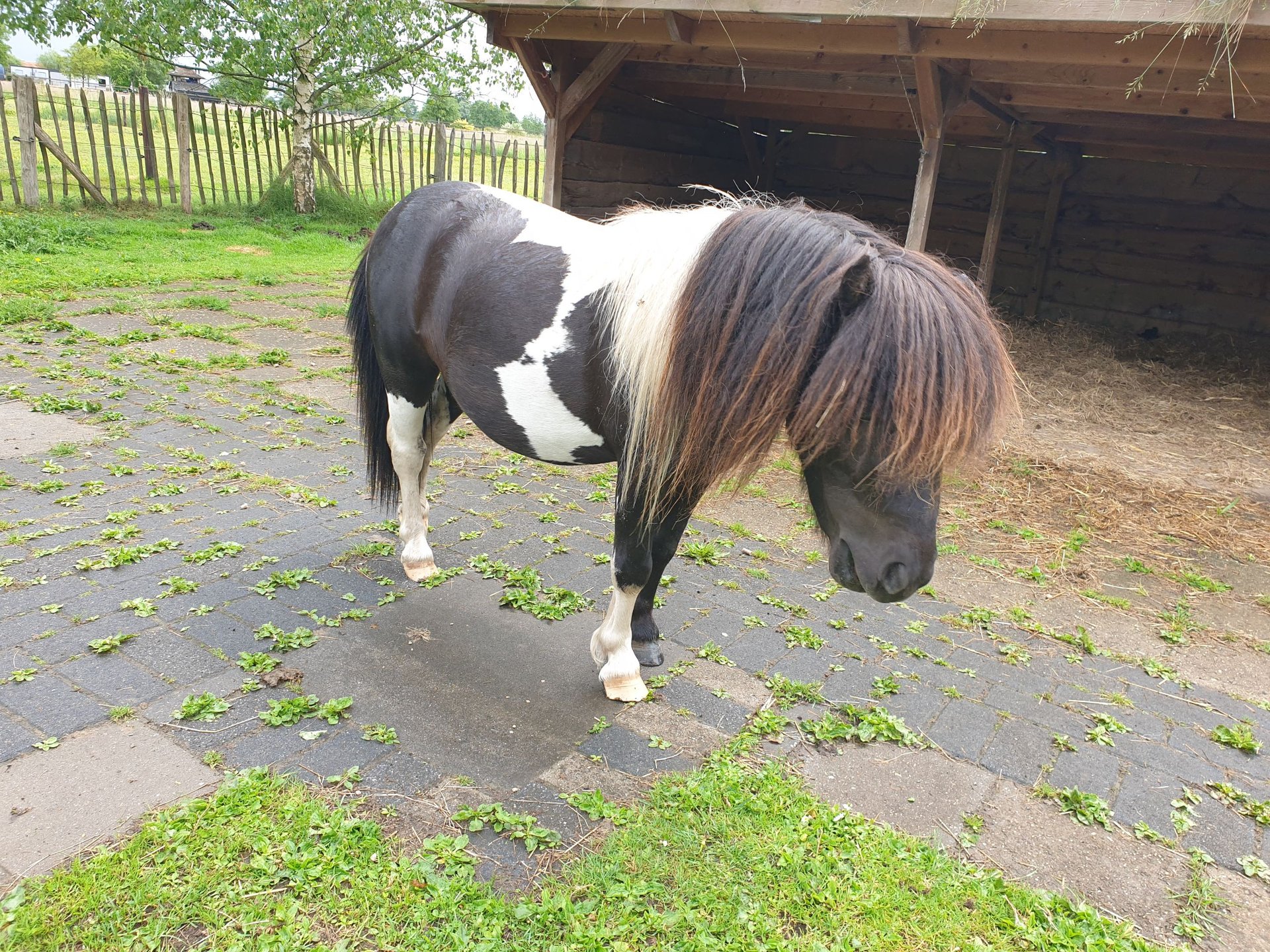 Falabella Stallion Tobiano-all-colors in Epe