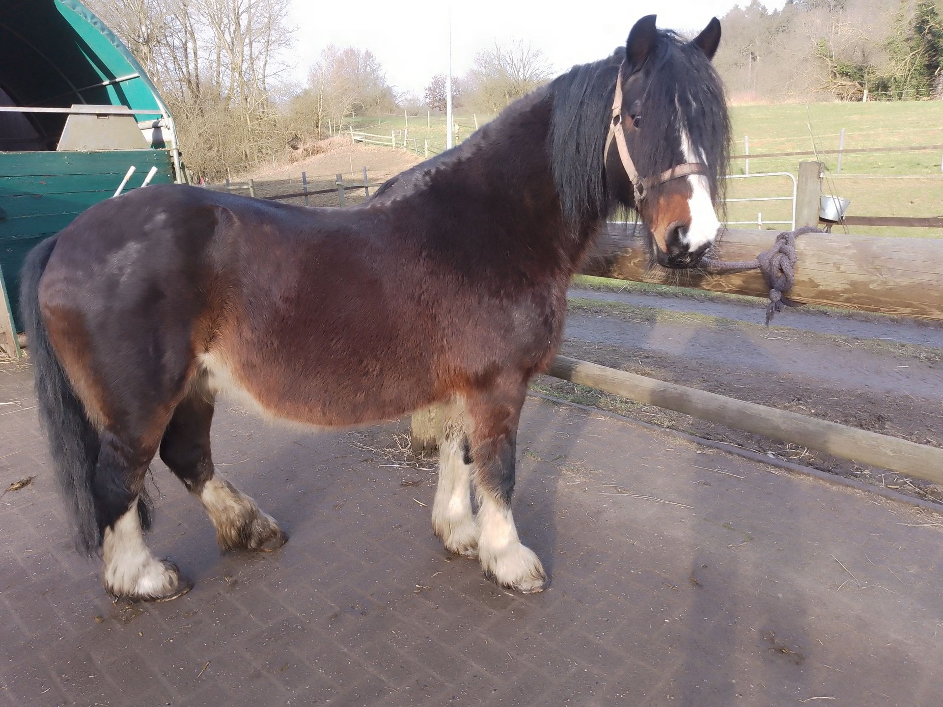 Gypsy Horse Mare 14 years in Bad Essen