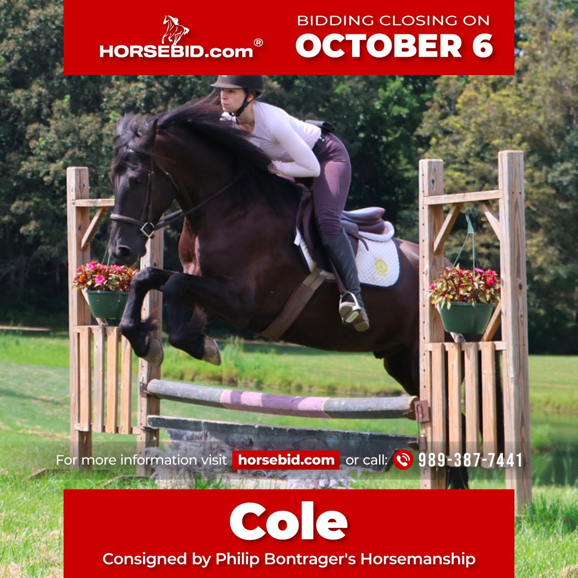 Friesian horses Mix Gelding 5 years 16,1 hh Black in Howell, MI