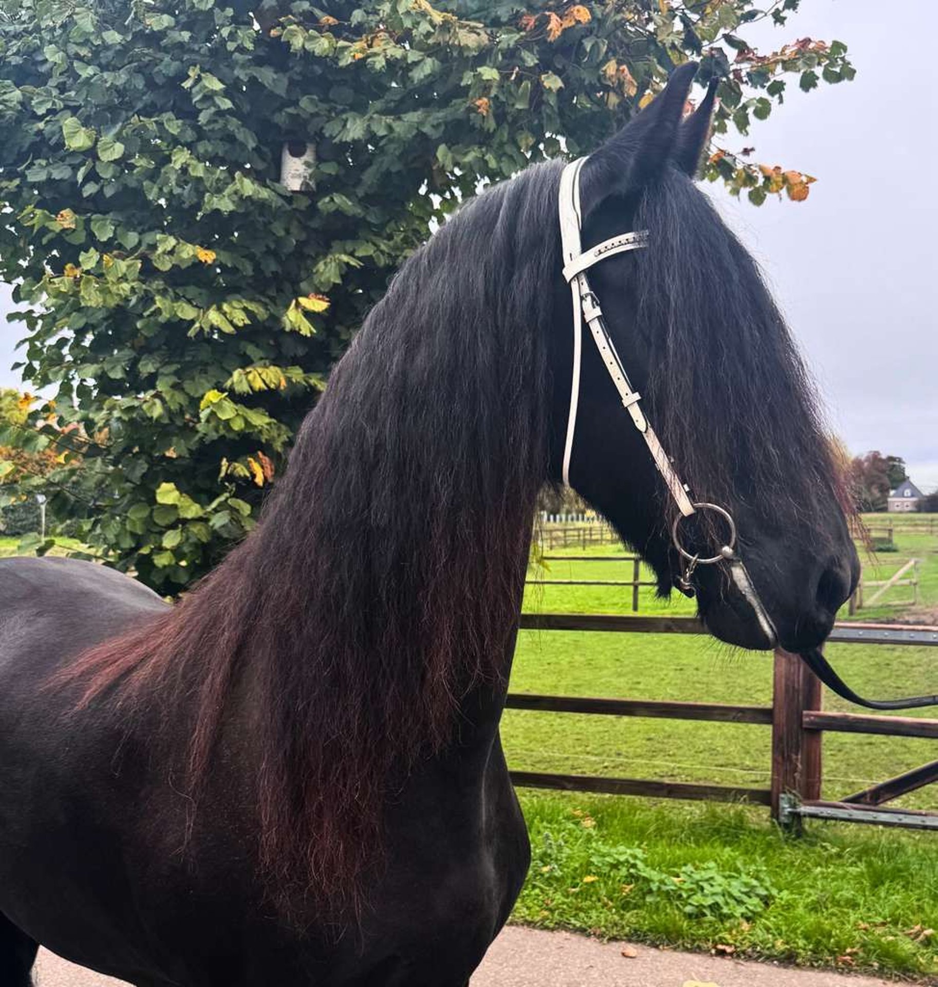 Friesen Stute 14 Jahre 163 cm Rappe in Zwanenburg