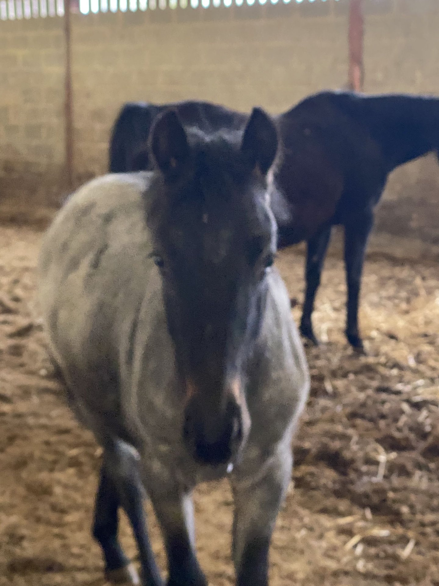Englisches Vollblut Mix Hengst 1 Jahr 163 cm Roan-Blue in Powys