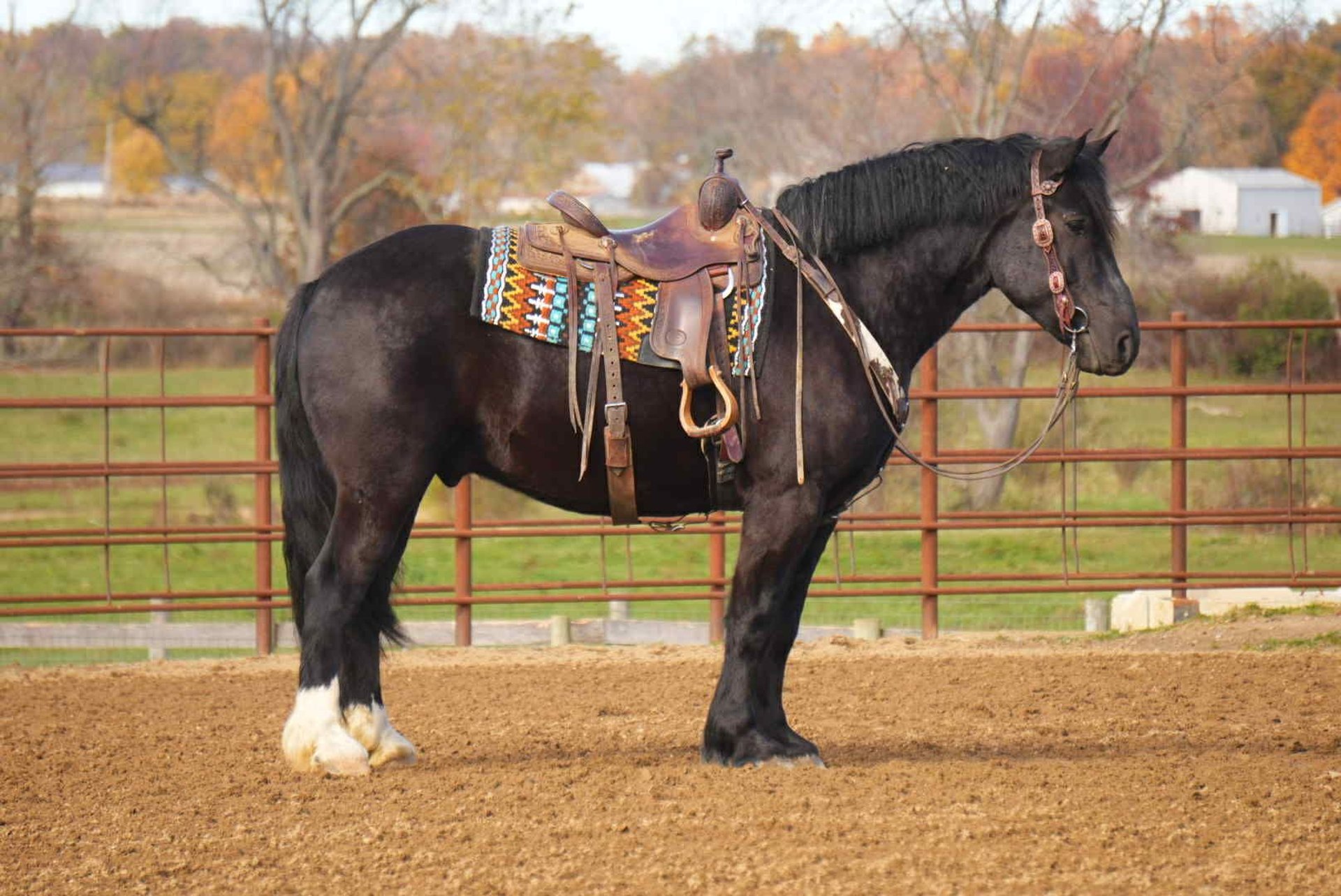 Draft Horse Mix Gelding 5 years 16 hh Black in Fresno