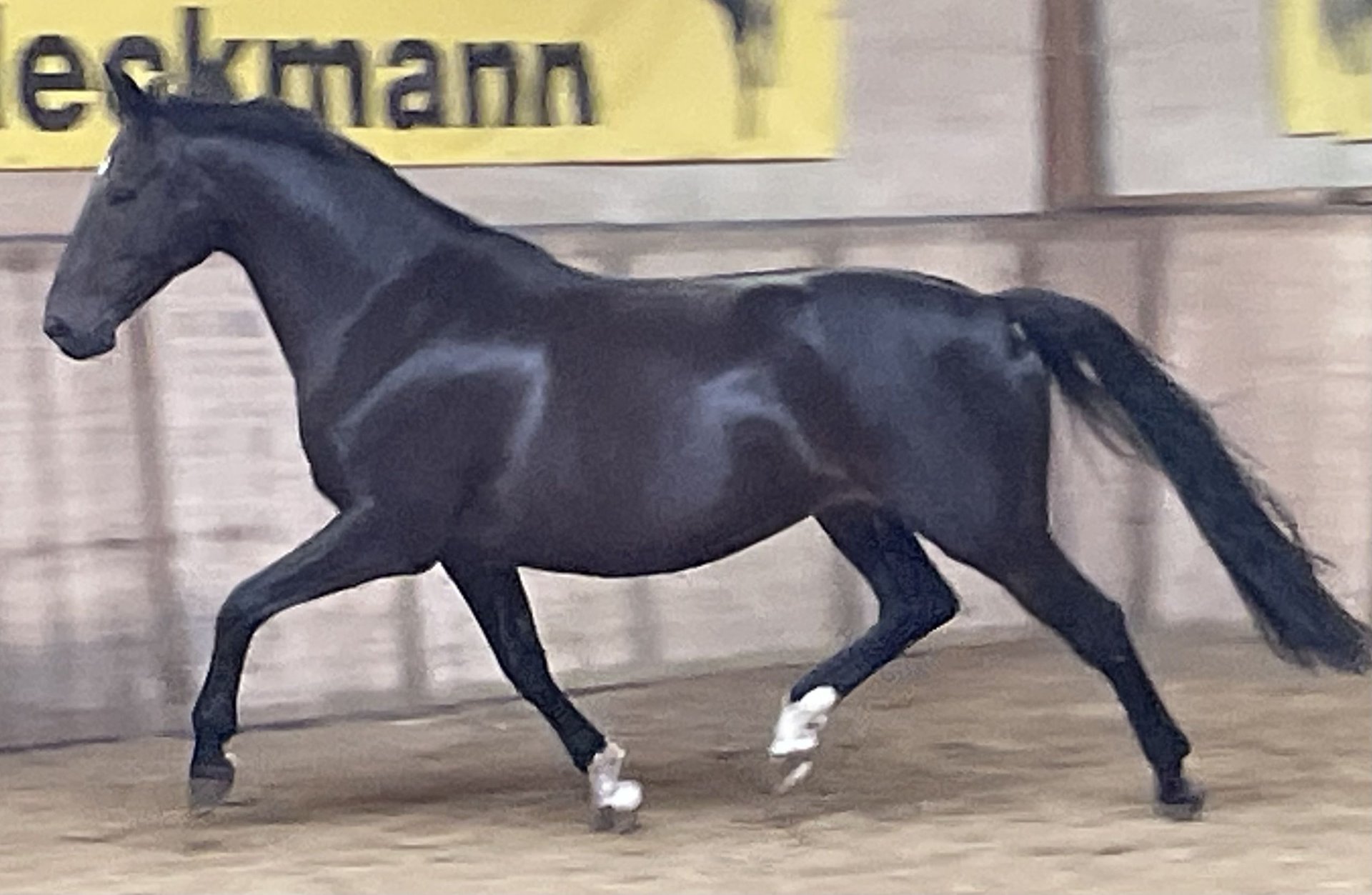 Oldenburger Stute 9 Jahre 160 cm Schwarzbrauner in Nordhorn