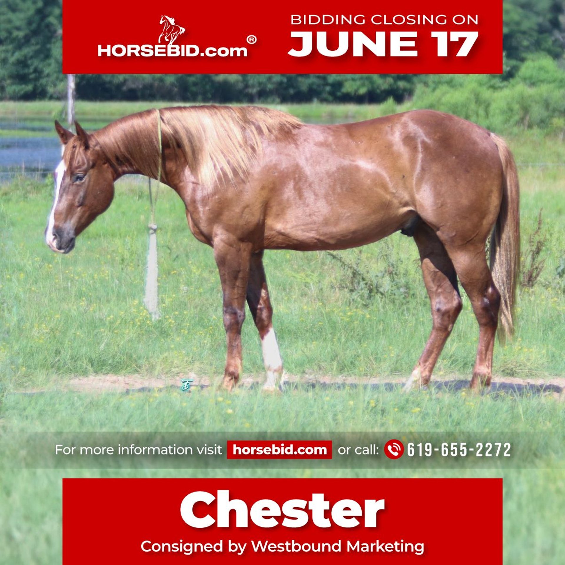 American Quarter Horse Gelding 4 years 14,3 hh Sorrel in Carthage