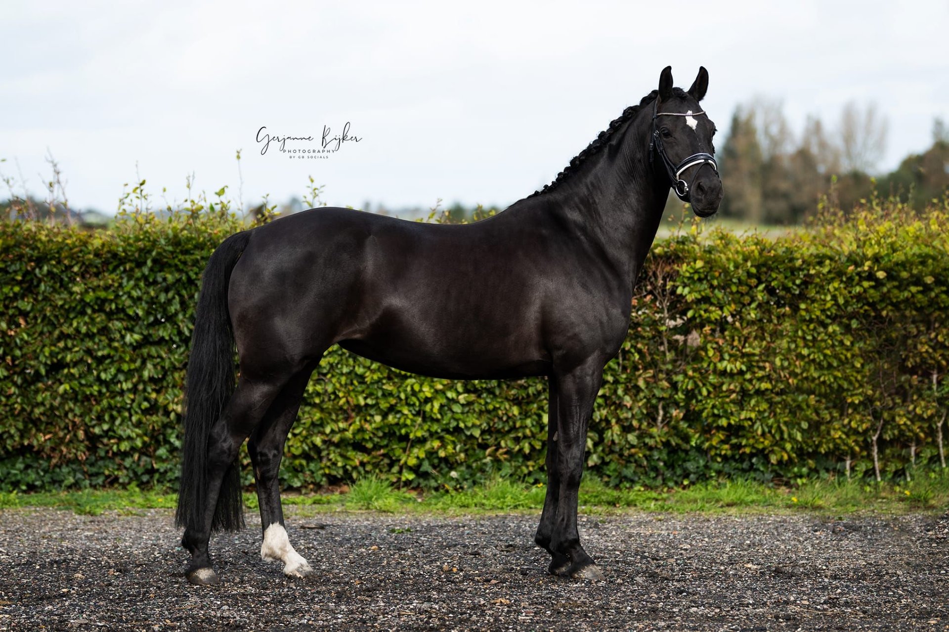 Deutsches Reitpony Stute 7 Jahre 148 cm Rappe in Boelenslaan