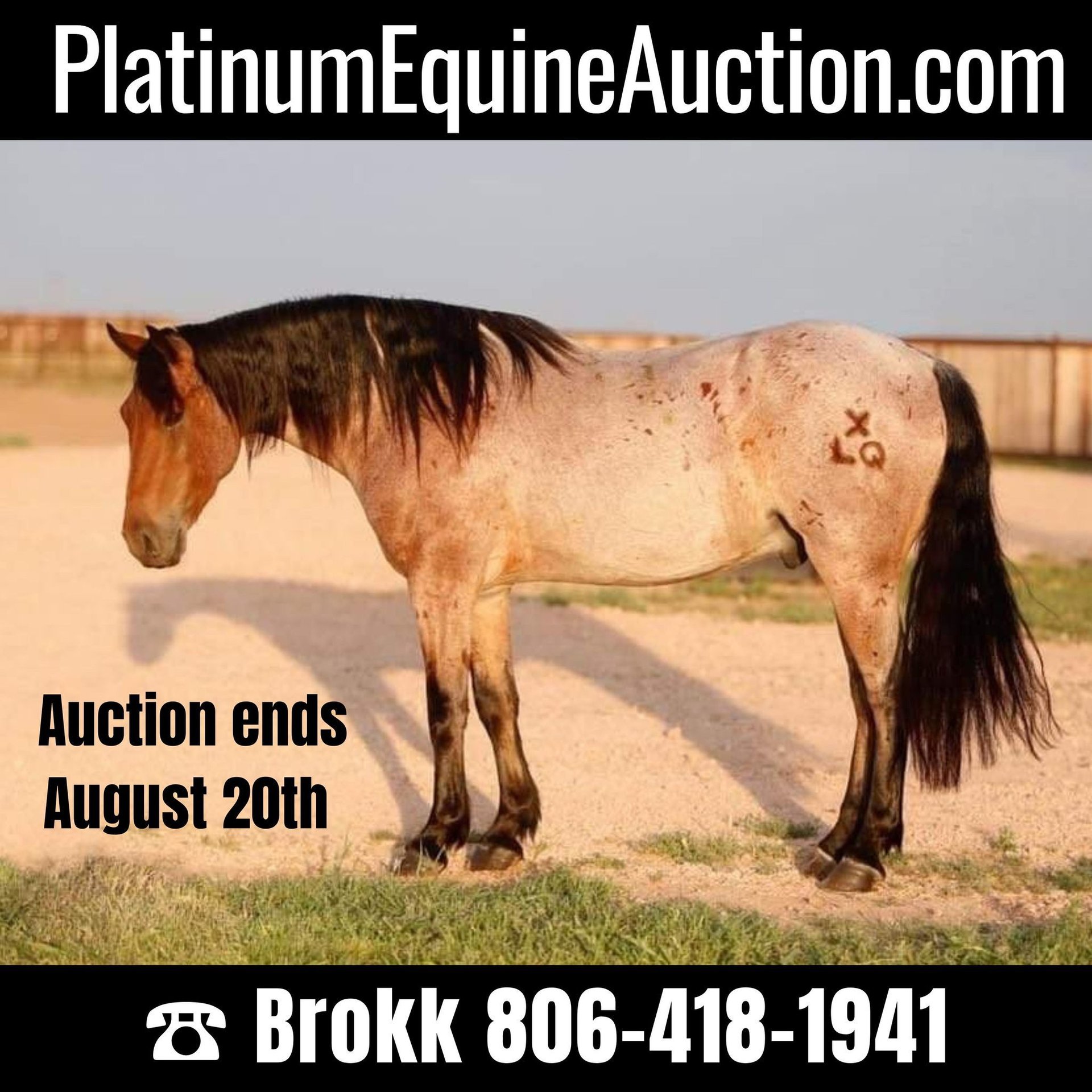 American Quarter Horse Gelding 7 years 14,3 hh Roan-Bay in Amarillo TX