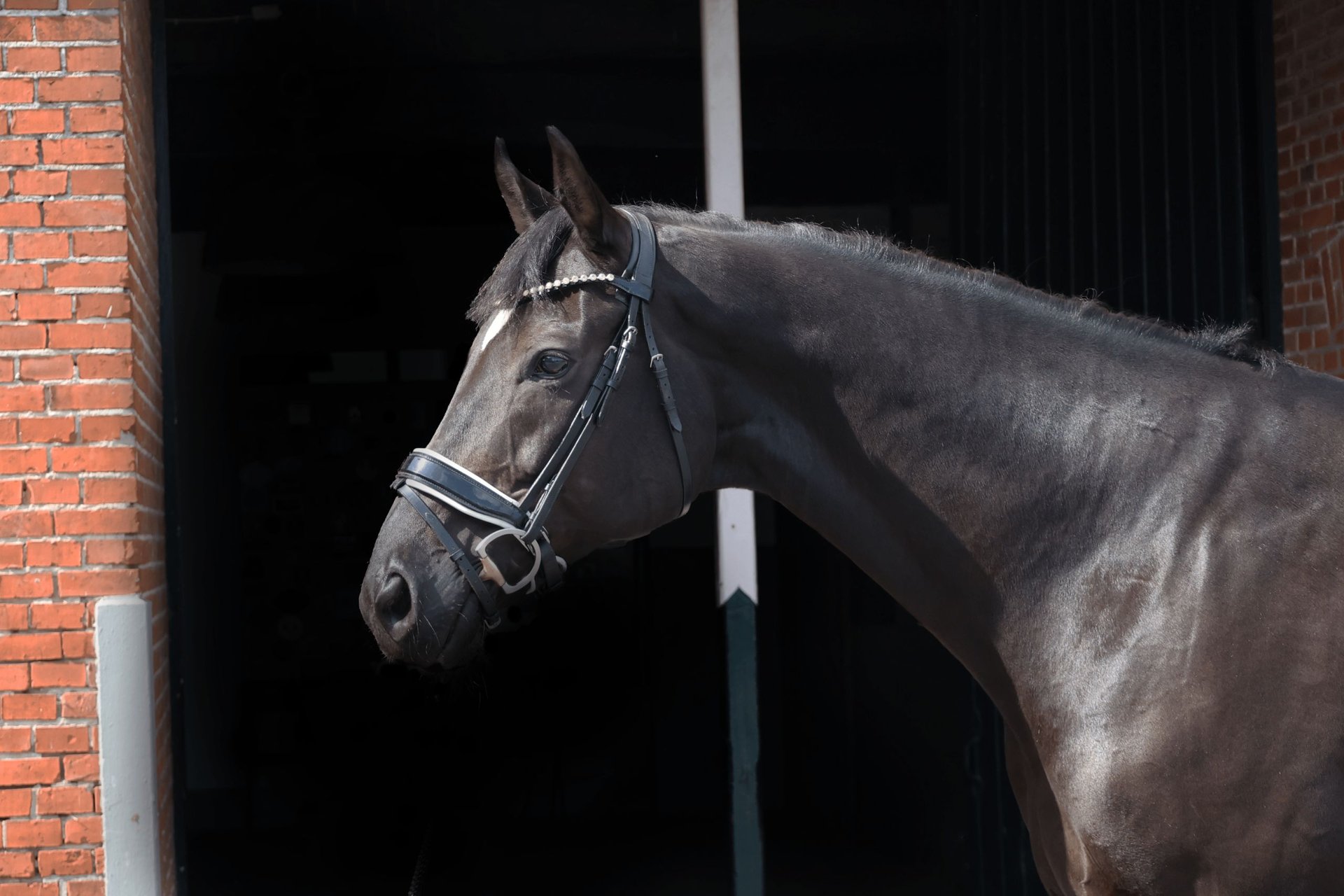 Oldenburg Gelding 11 years 16,3 hh Black in Haftenkamp