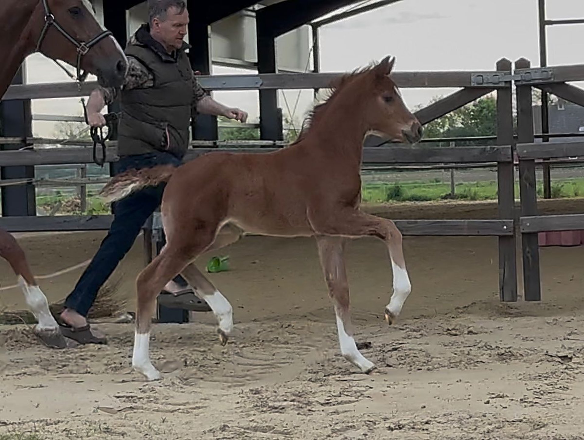 Hanoverian Mare 16,2 hh Chestnut in Handrup
