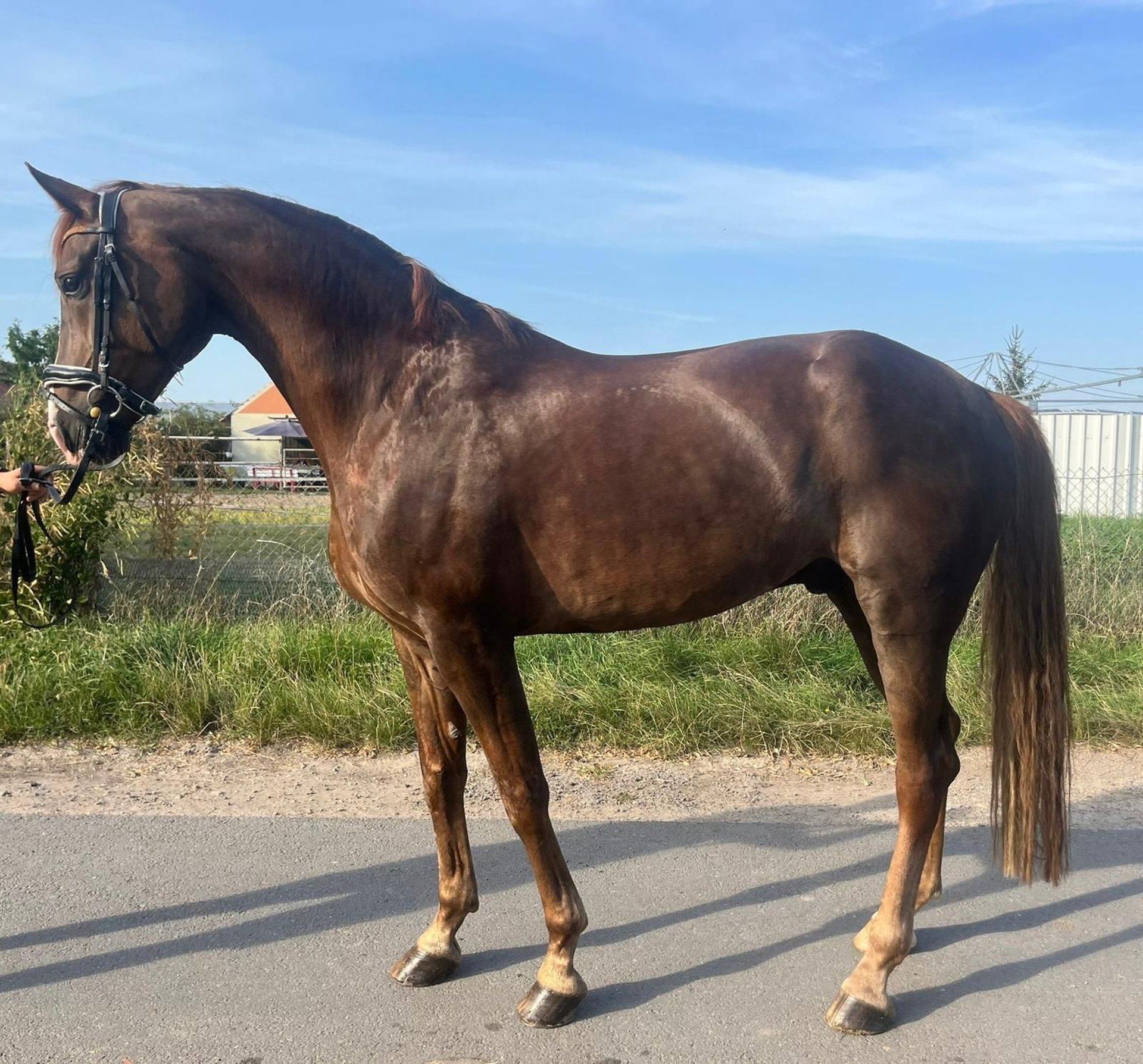 Deutsches Sportpferd Wallach 6 Jahre 176 cm Dunkelfuchs in Thale