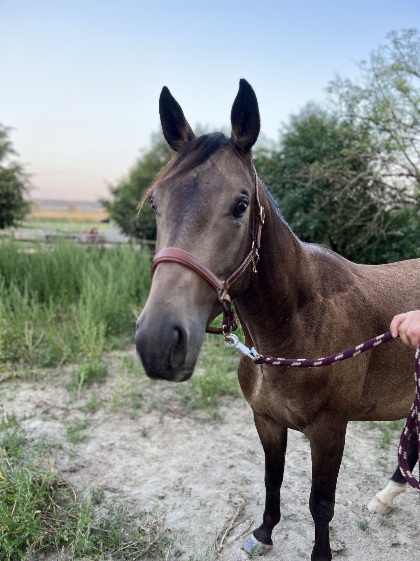 Trakehner Wallach 4 Jahre 165 cm Buckskin in Rohrbach