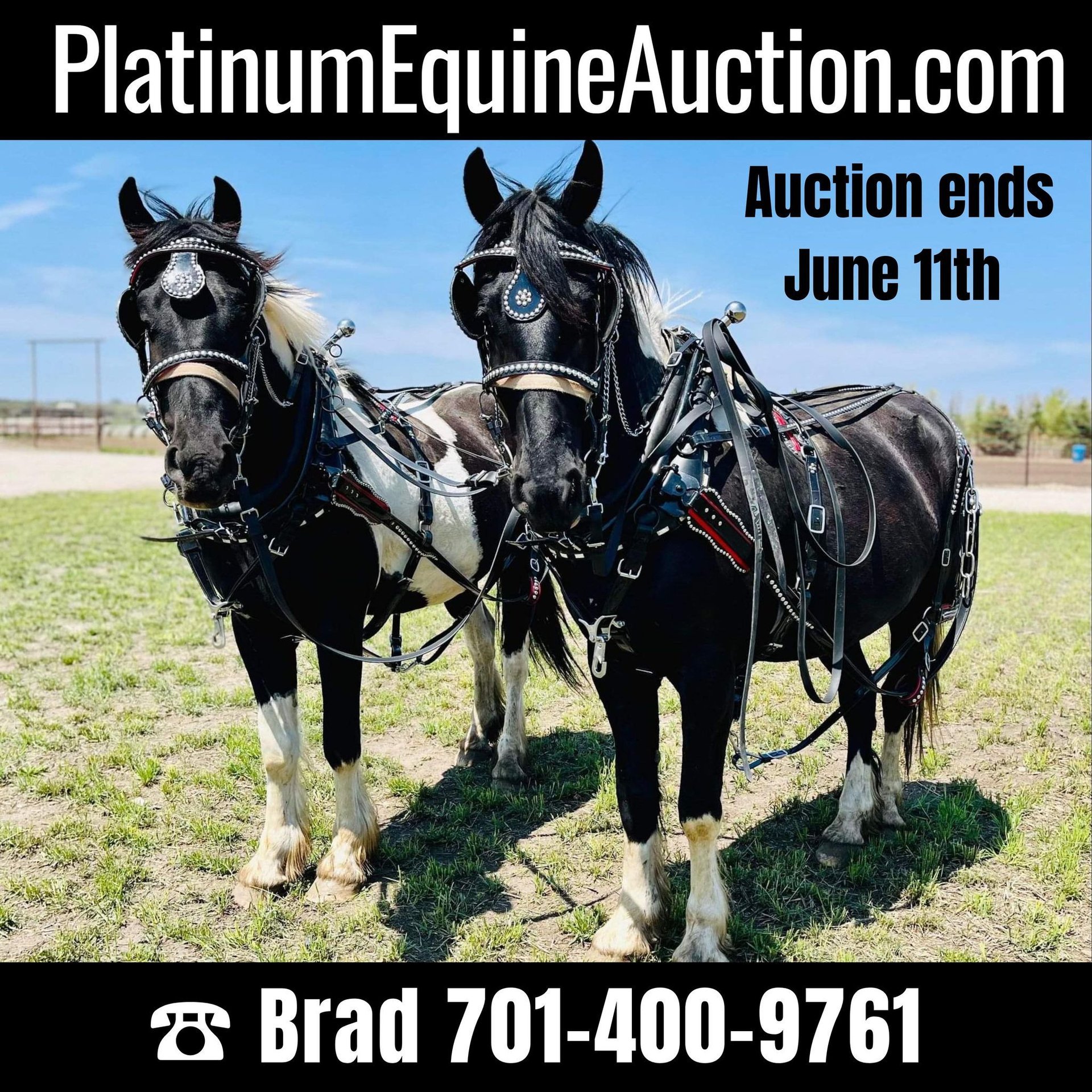 Friesian horses Gelding 6 years 16,2 hh Tobiano-all-colors in Bismark ND