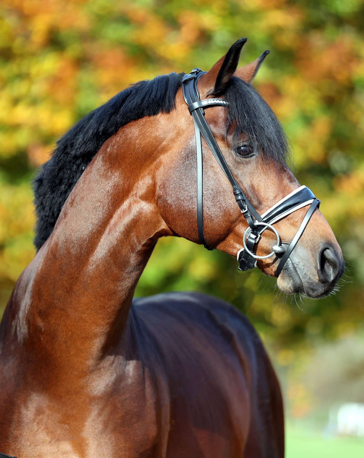 Maxim-N KWPN Hengst Brauner in Werder