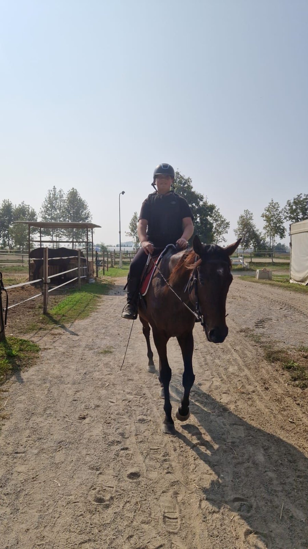 Irish Thoroughbred Gelding 6 years 16,2 hh Brown in Brescia