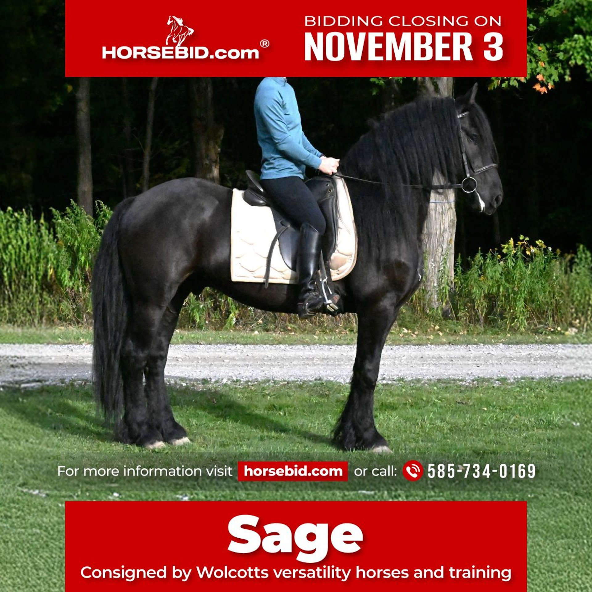 Friesian horses Mix Gelding 6 years 15 hh Black in Warsaw