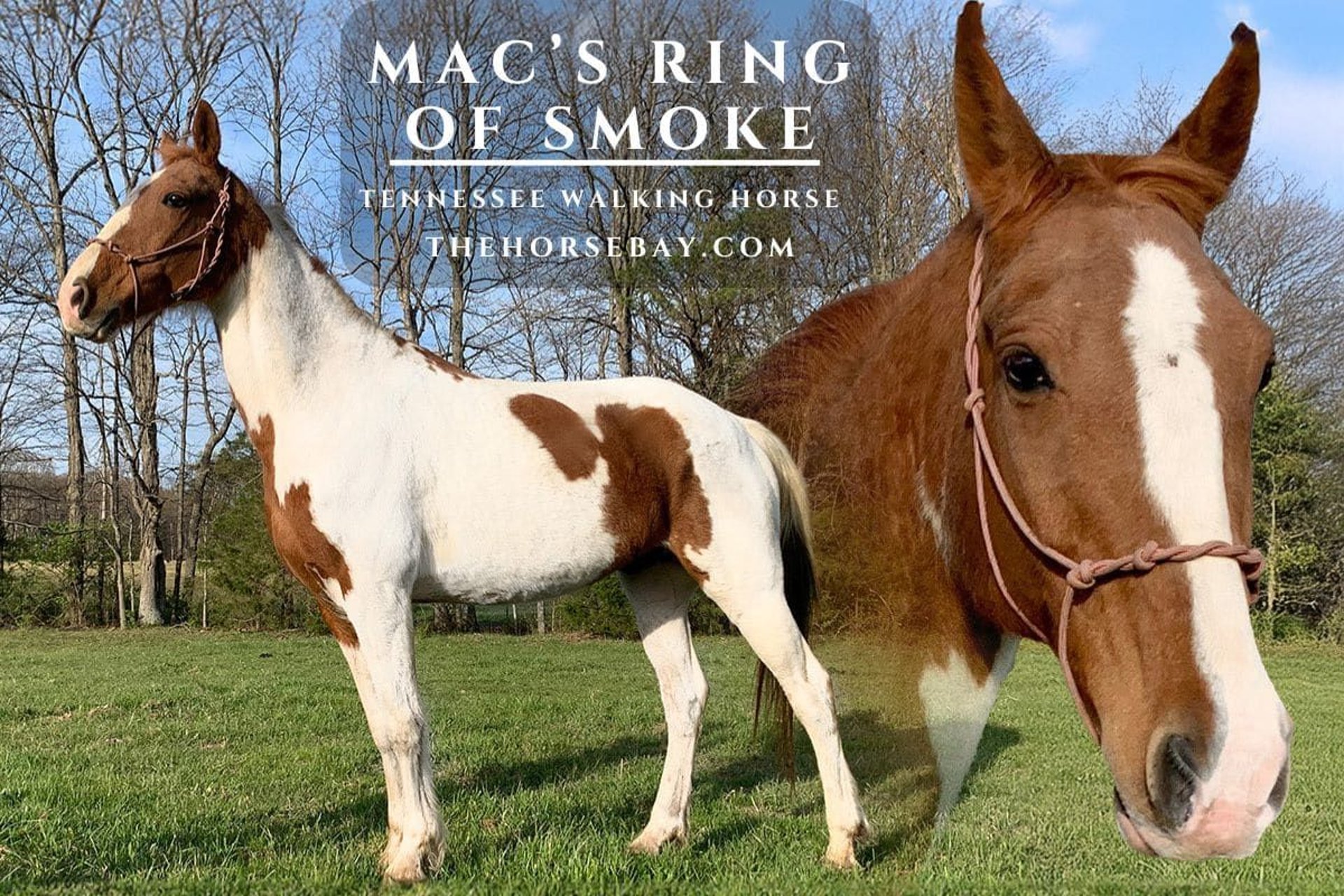 Tennessee Walking Horse Wallach 14 Jahre 155 cm Rotfuchs in Jeffersonville, KY