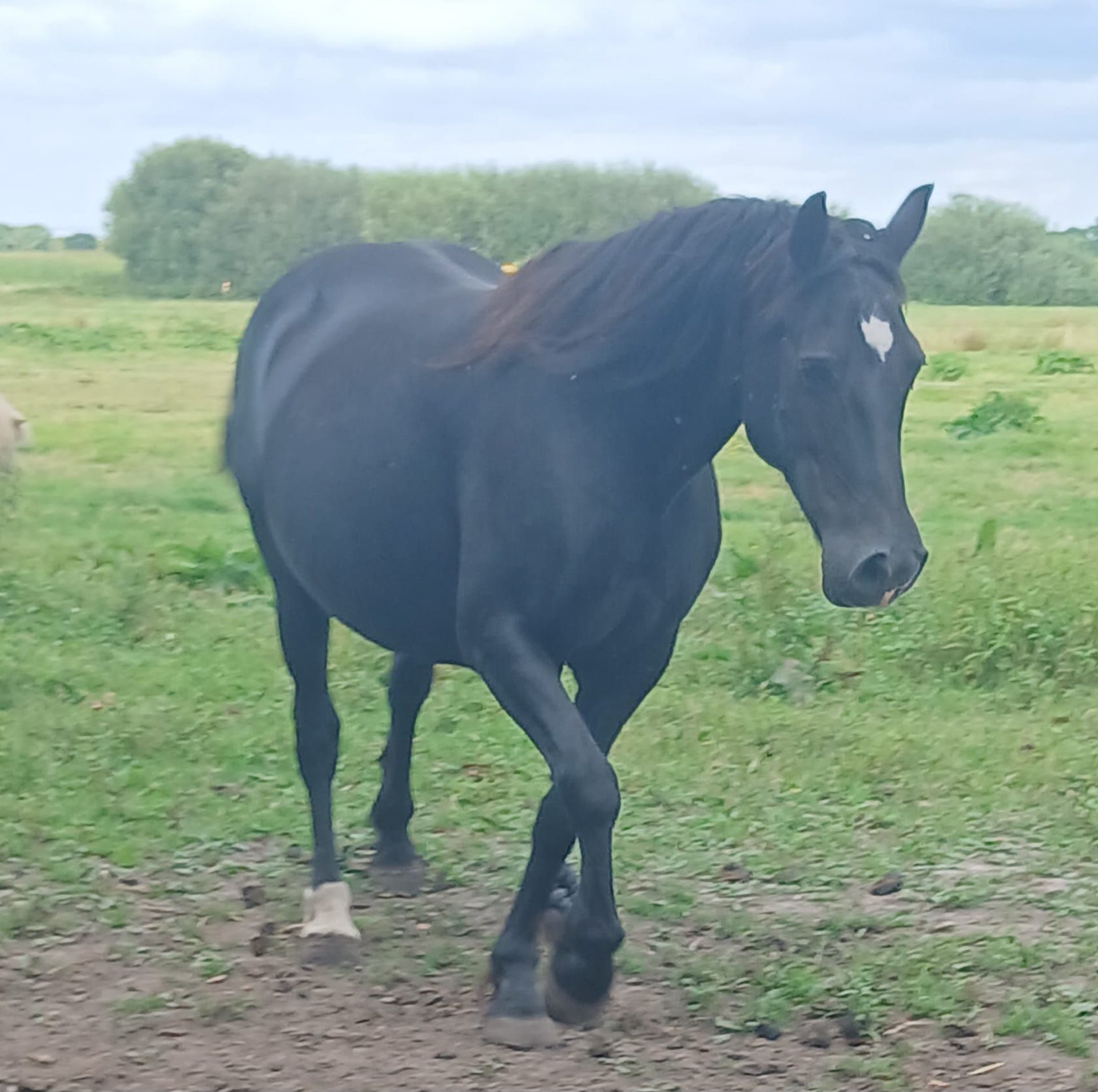 Welsh-D Stute 18 Jahre 149 cm Rappe in Großefehn
