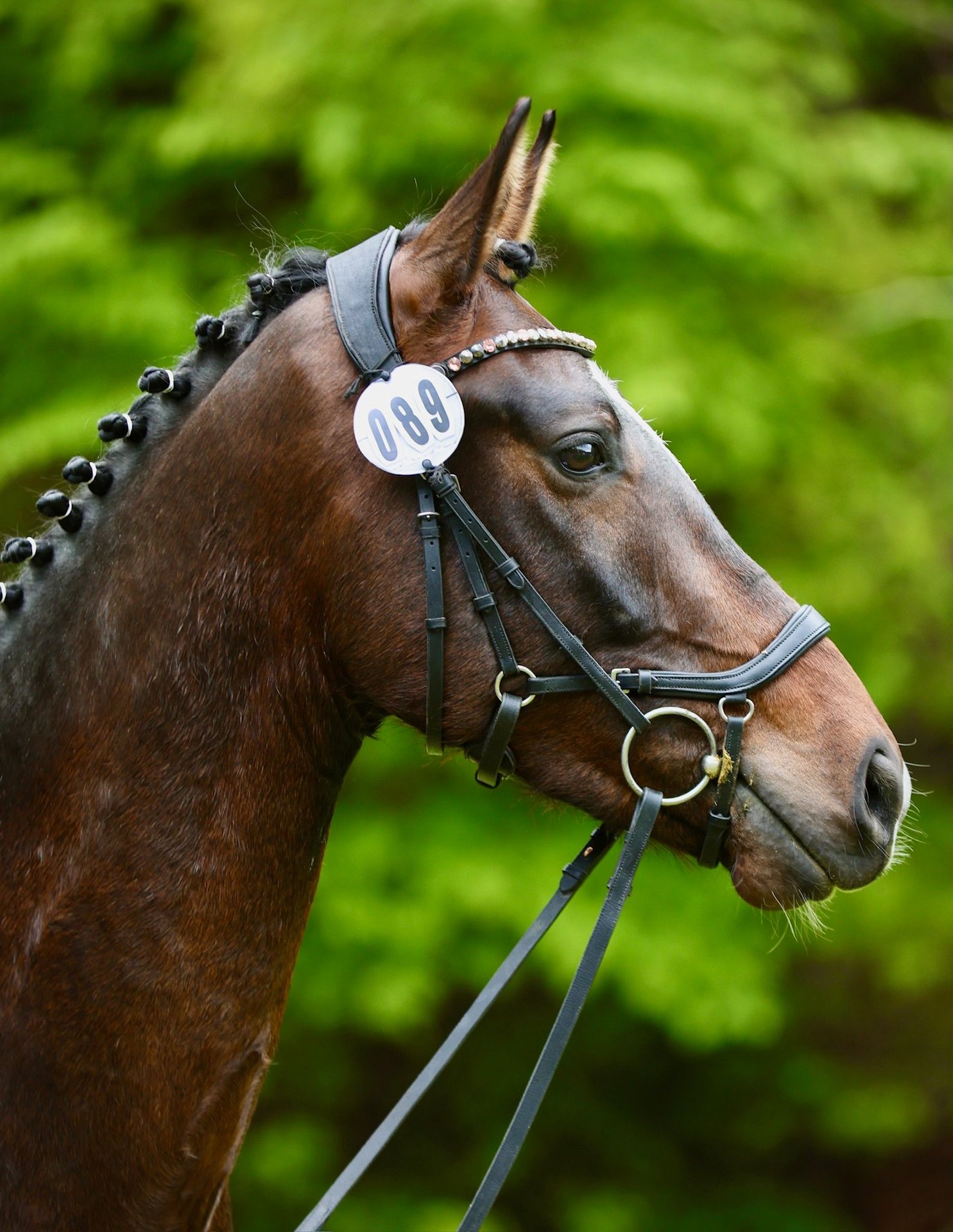 Oldenburg Gelding 4 years 16,3 hh Bay-Dark in Hohenahr