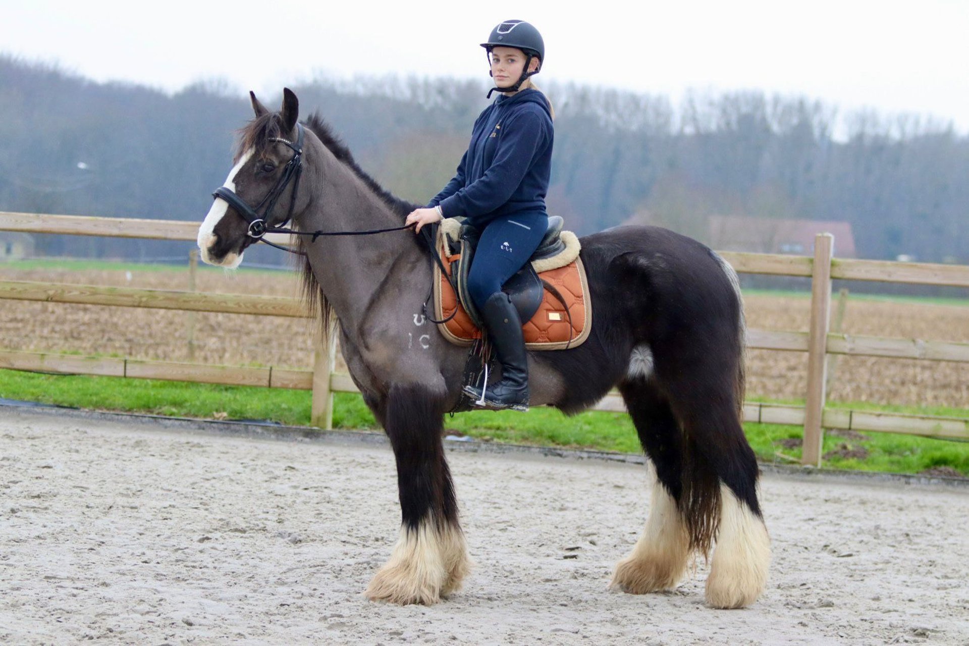 Gypsy Horse Mare 14 years 14,1 hh Black in Bogaarden