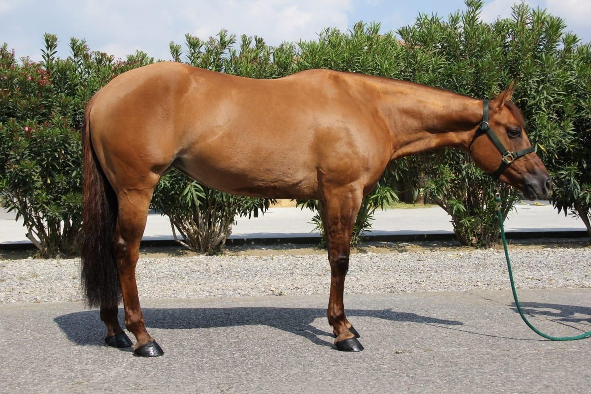 American Quarter Horse Mare 4 years Red Dun in GEISENFELD