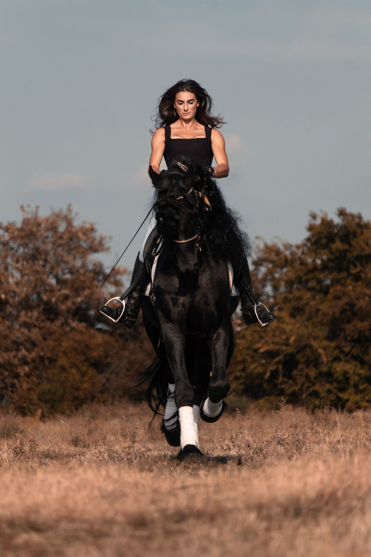 Friesian horses Stallion 8 years 16,3 hh Smoky-Black in Boccaleone