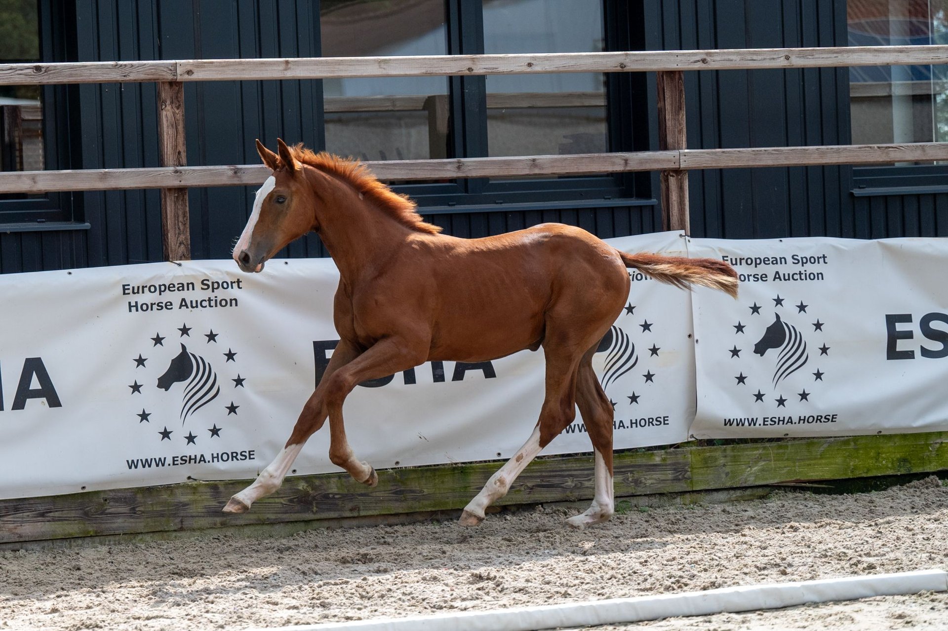 Belgian Warmblood Mare Foal (04/2024) Chestnut-Red in GROTE-BROGEL